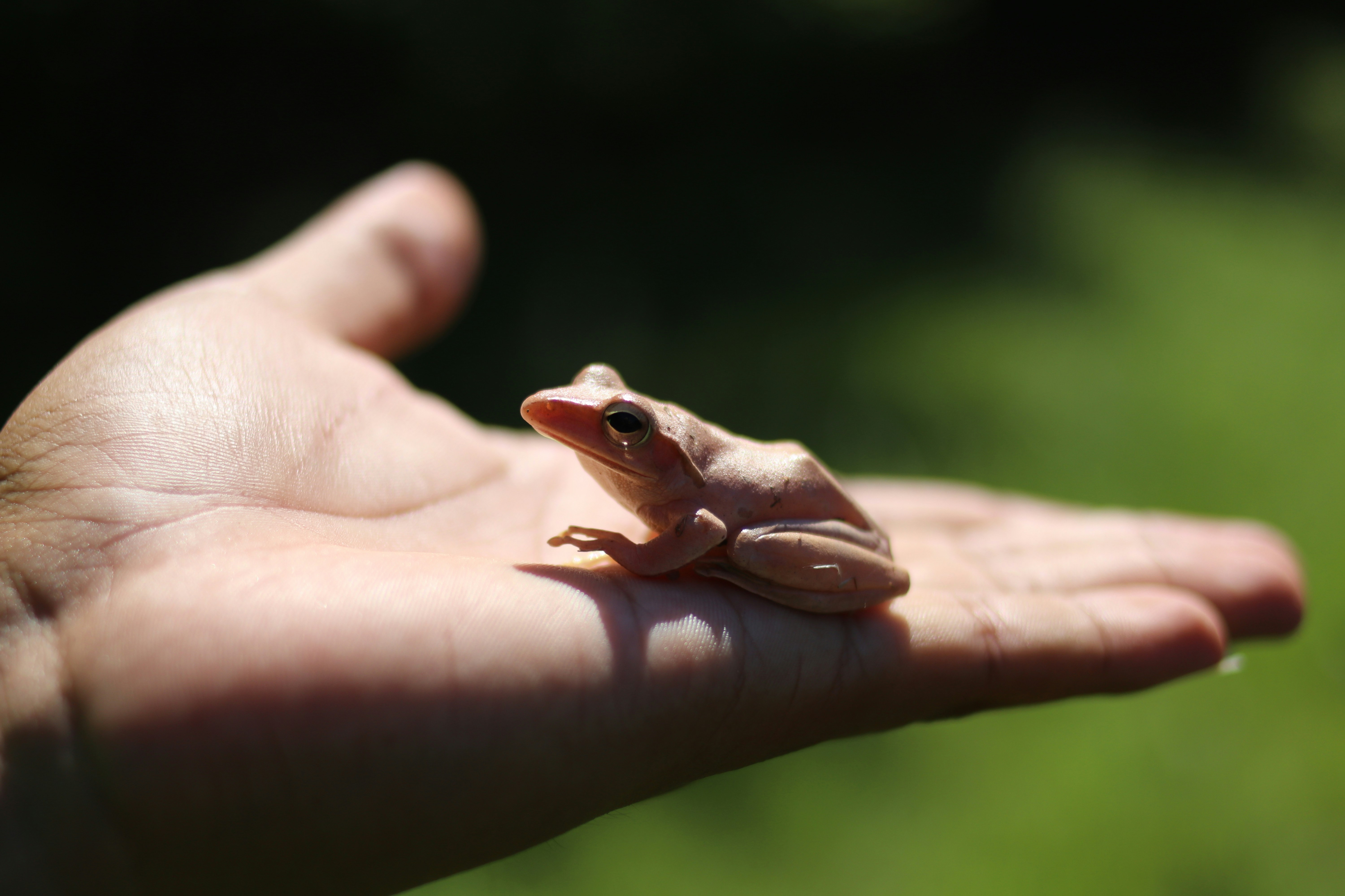 A small frog rests comfortably on an outstretched hand, highlighting the connection between humans and nature. The vibrant green background enhances the scene's tranquility.