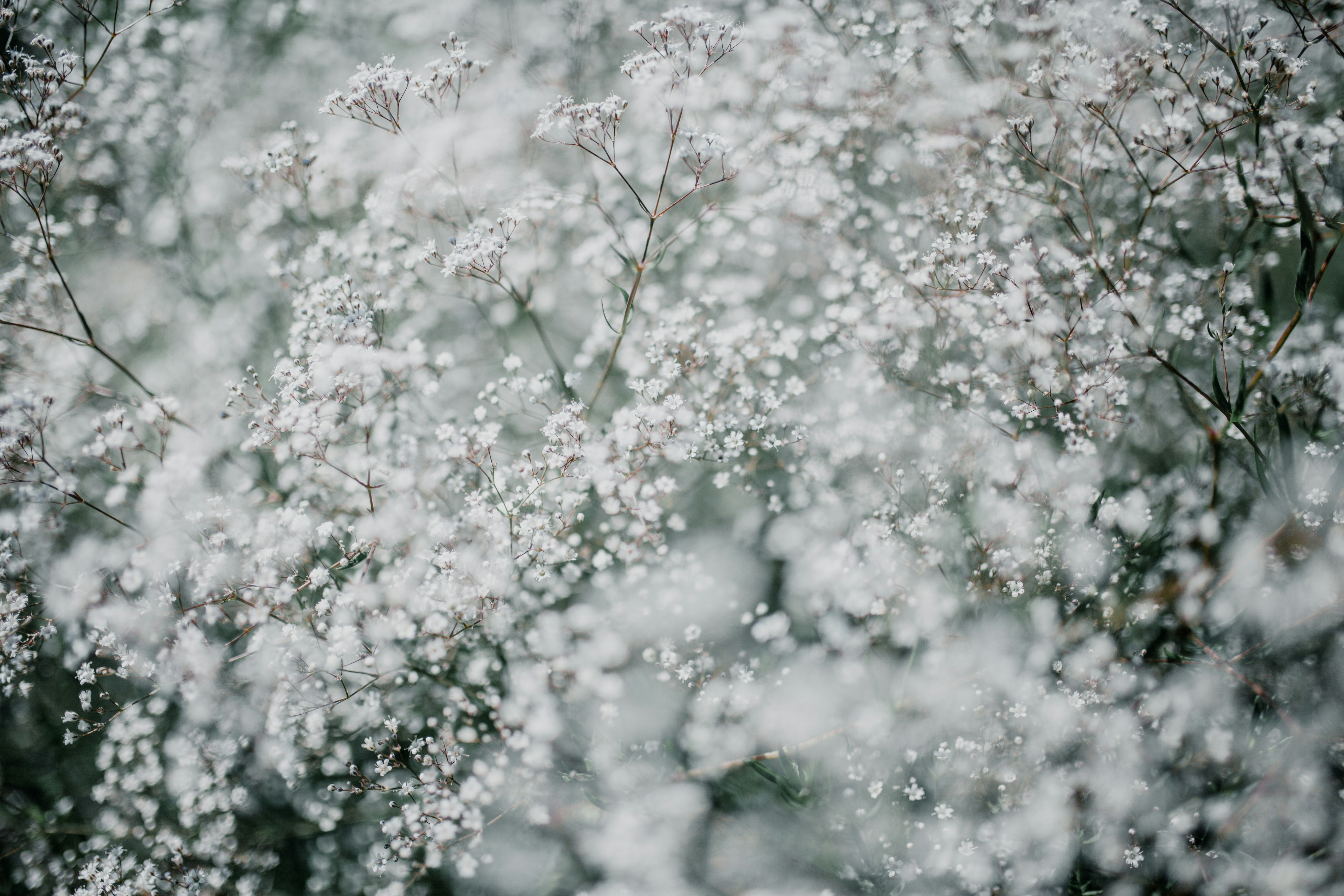 White Whisper: Delicate Baby's Breath Blooms in a Dreamy Field of Bokeh