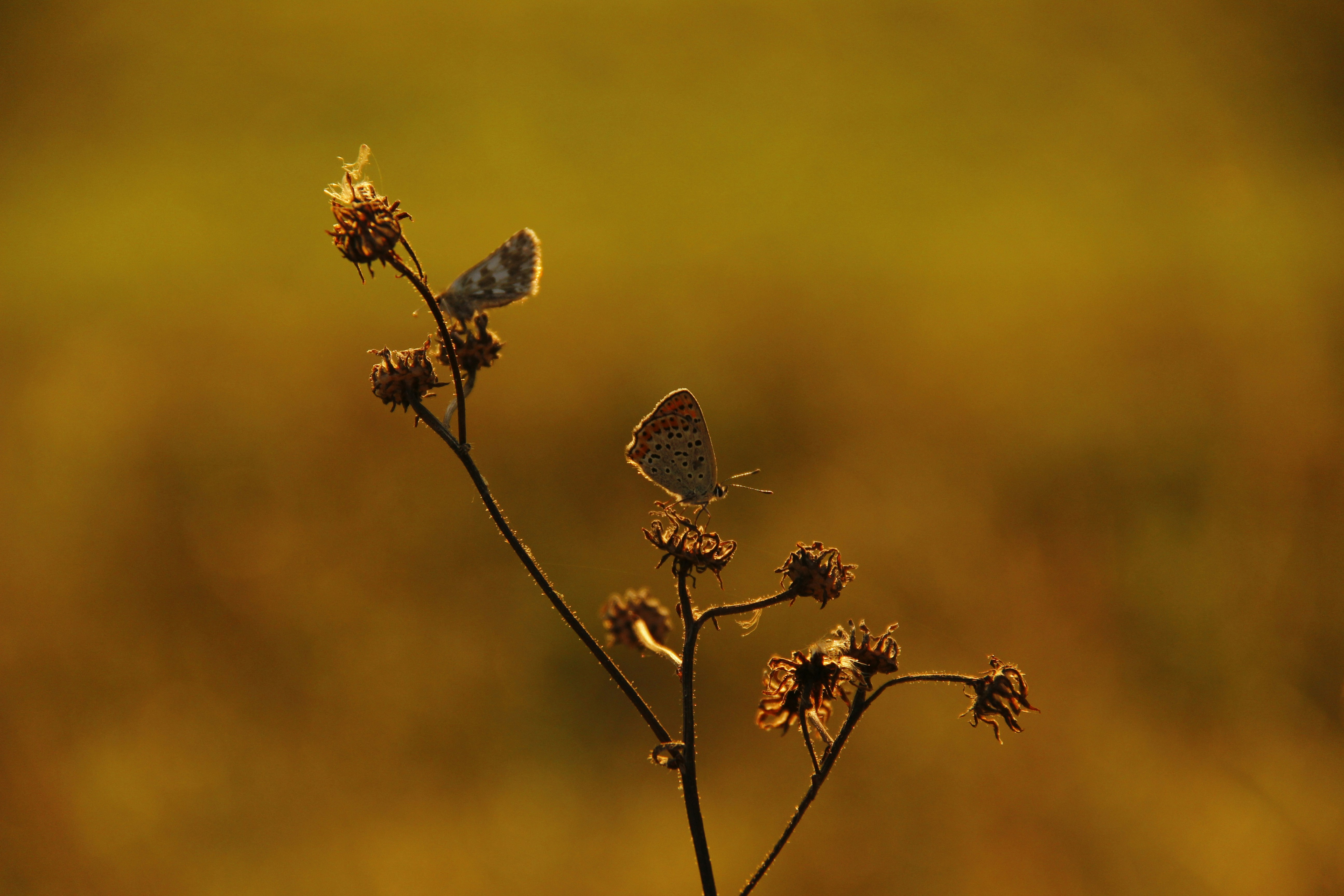 Golden Hour Pause: Butterfly Resting on a Withered Stem