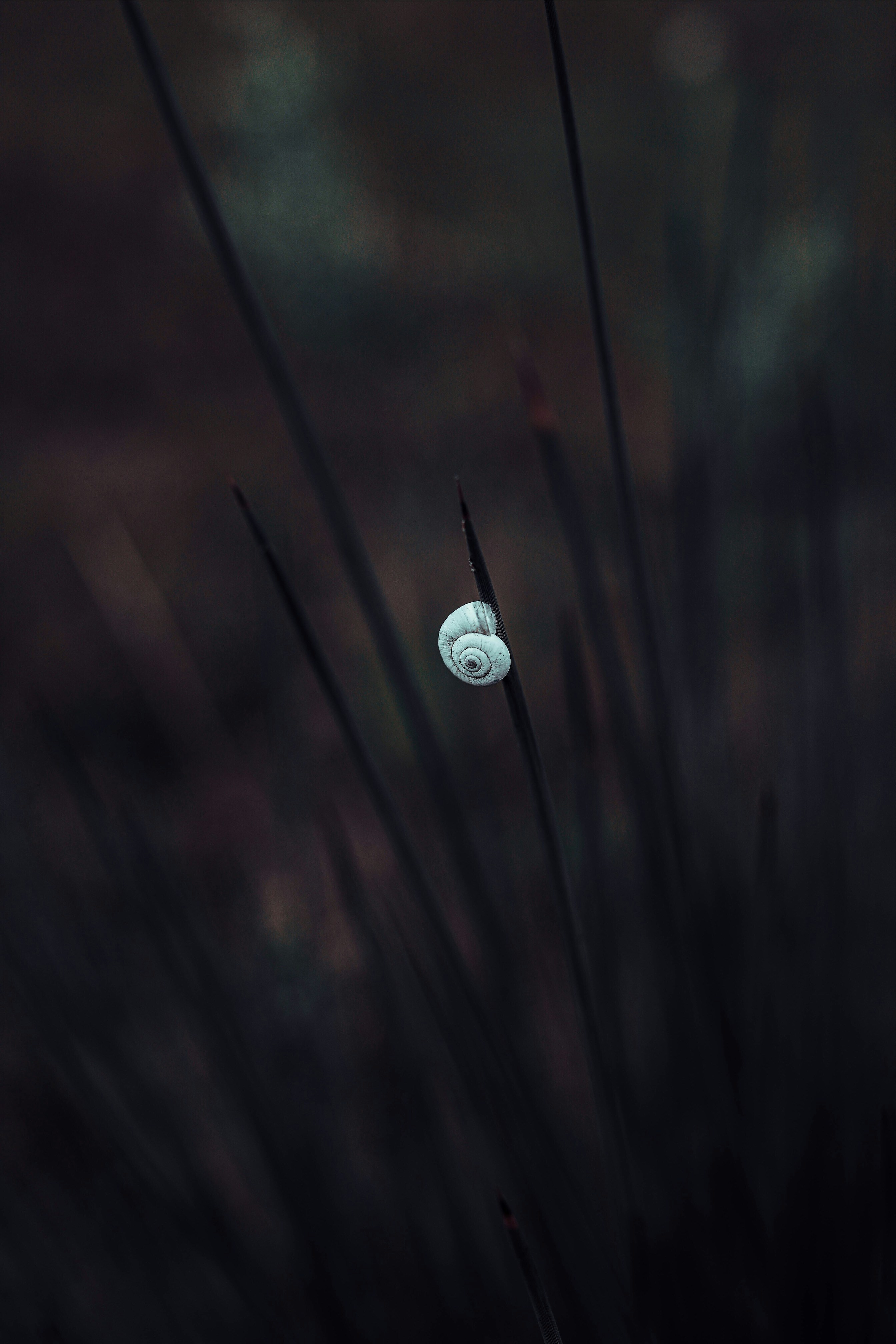 Lone Spiral on a Grassy Needle in Velvet Dusk