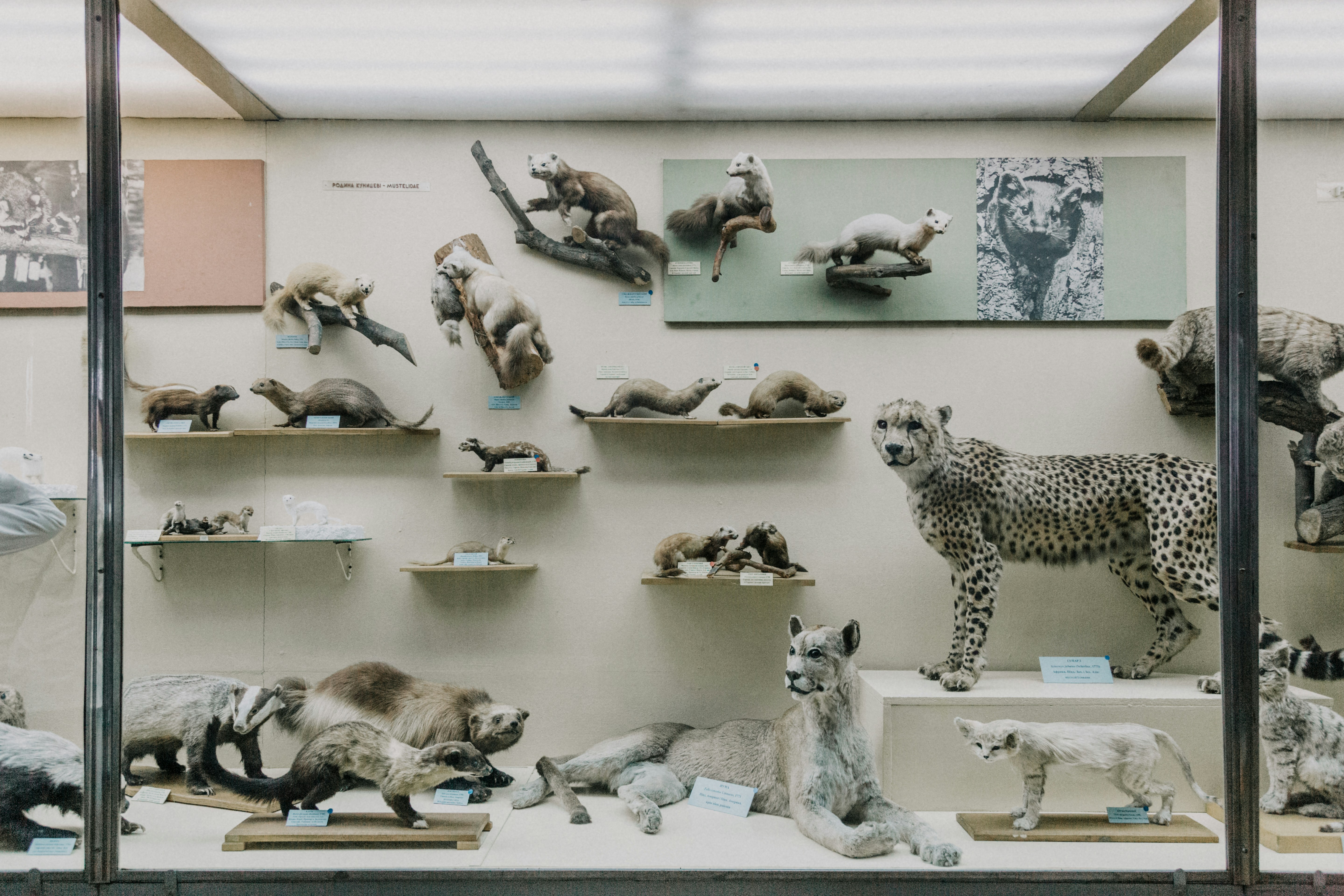 Diverse collection of taxidermied animals displayed in a museum setting, showcasing various species in lifelike poses.