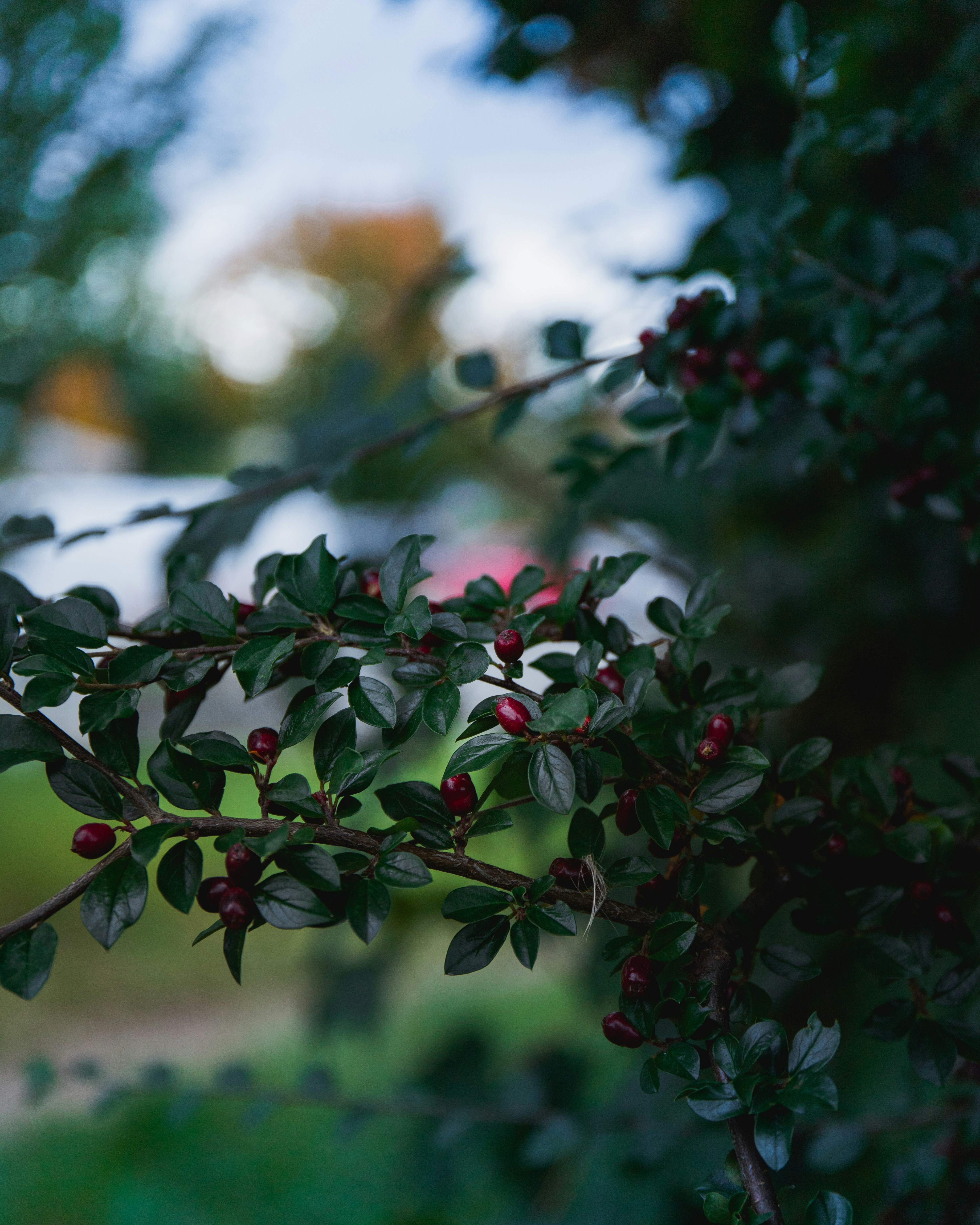 Red fruit plant photo – Free Plant Image on Unsplash