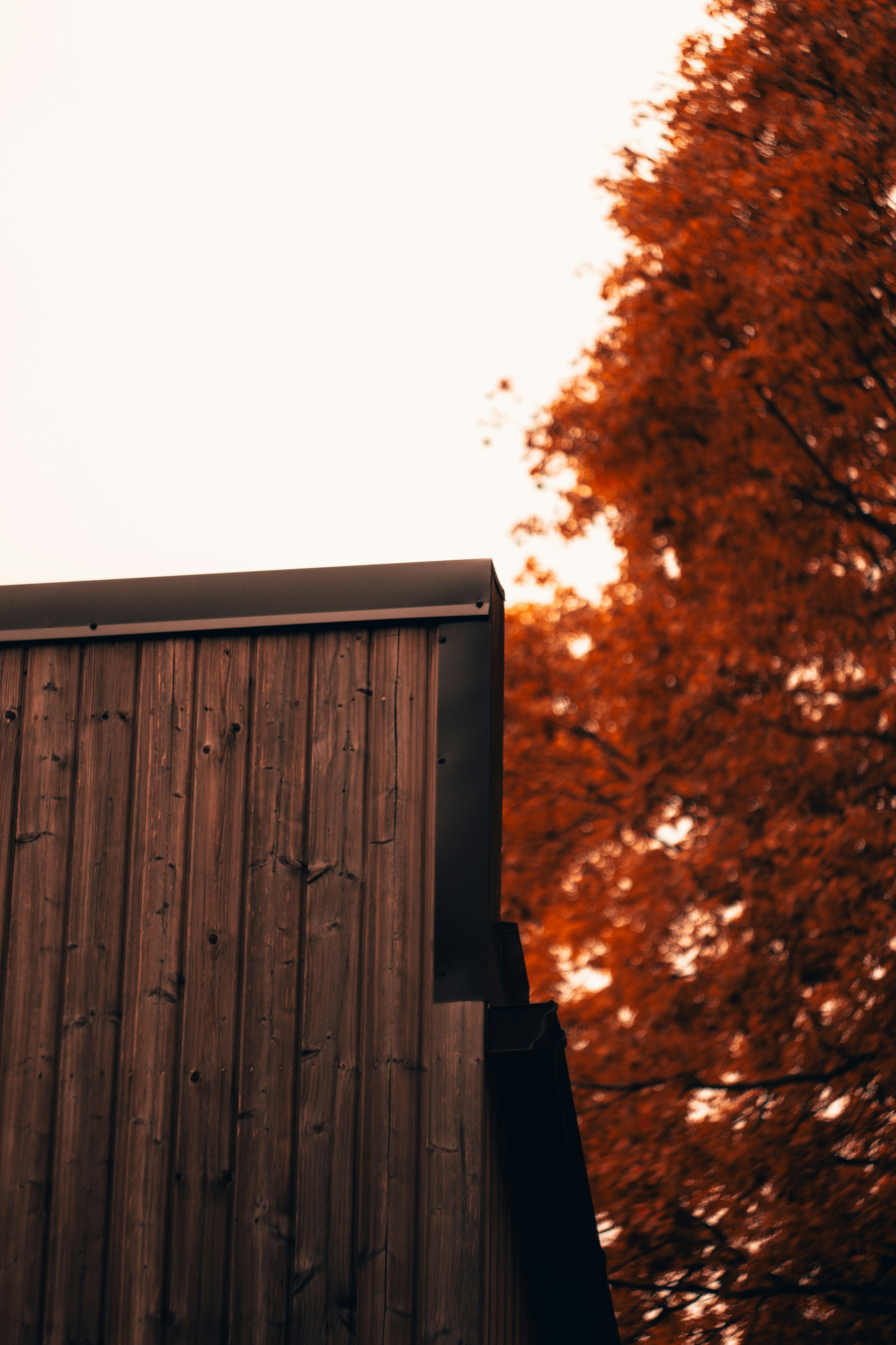 Weathered wooden structure juxtaposed against vibrant autumn foliage, capturing the essence of seasonal transition.