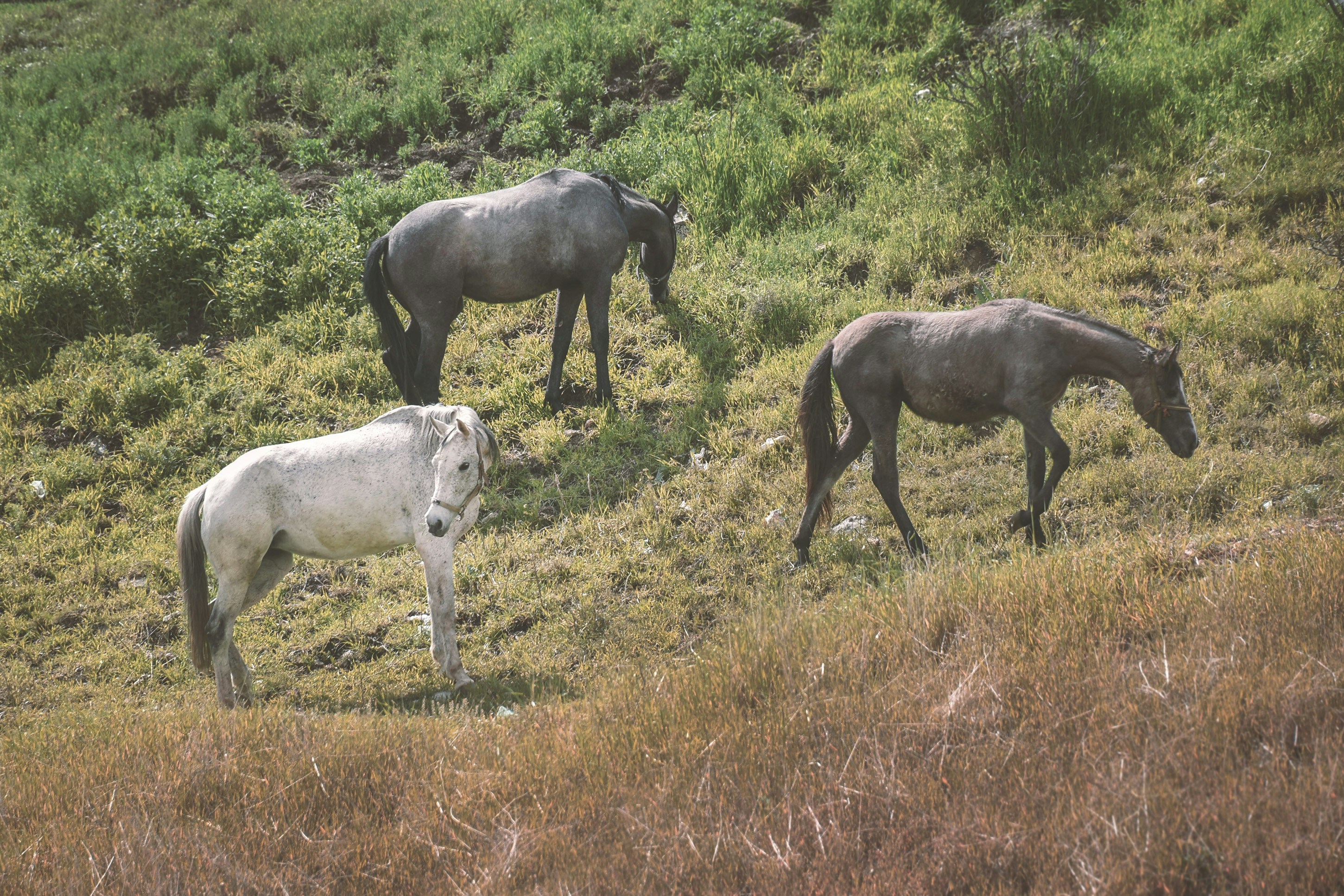 Sunlit Hillside Trio: White and Dark Horses Grazing