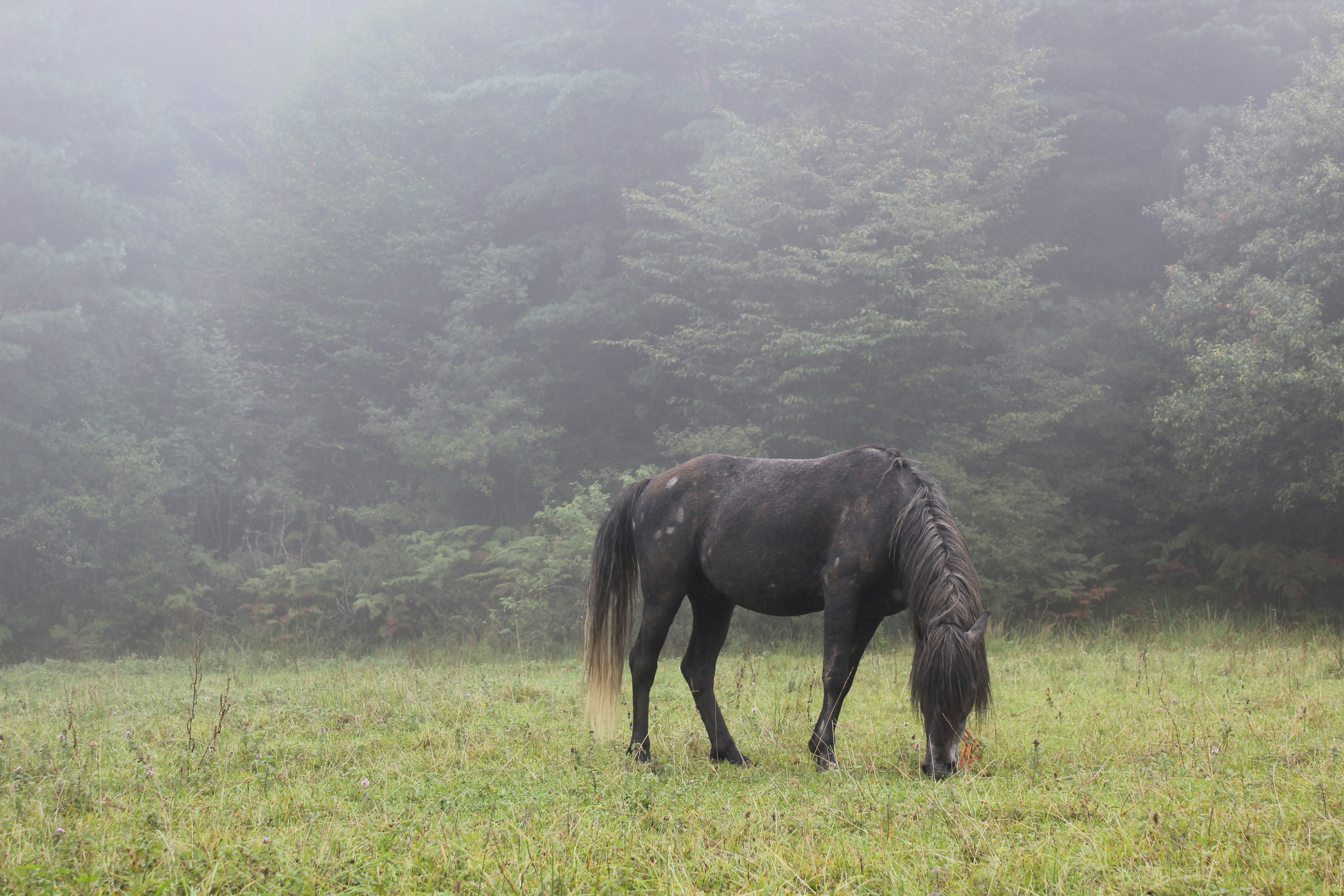 Fogbound Grazing: A solitary horse in a misty meadow