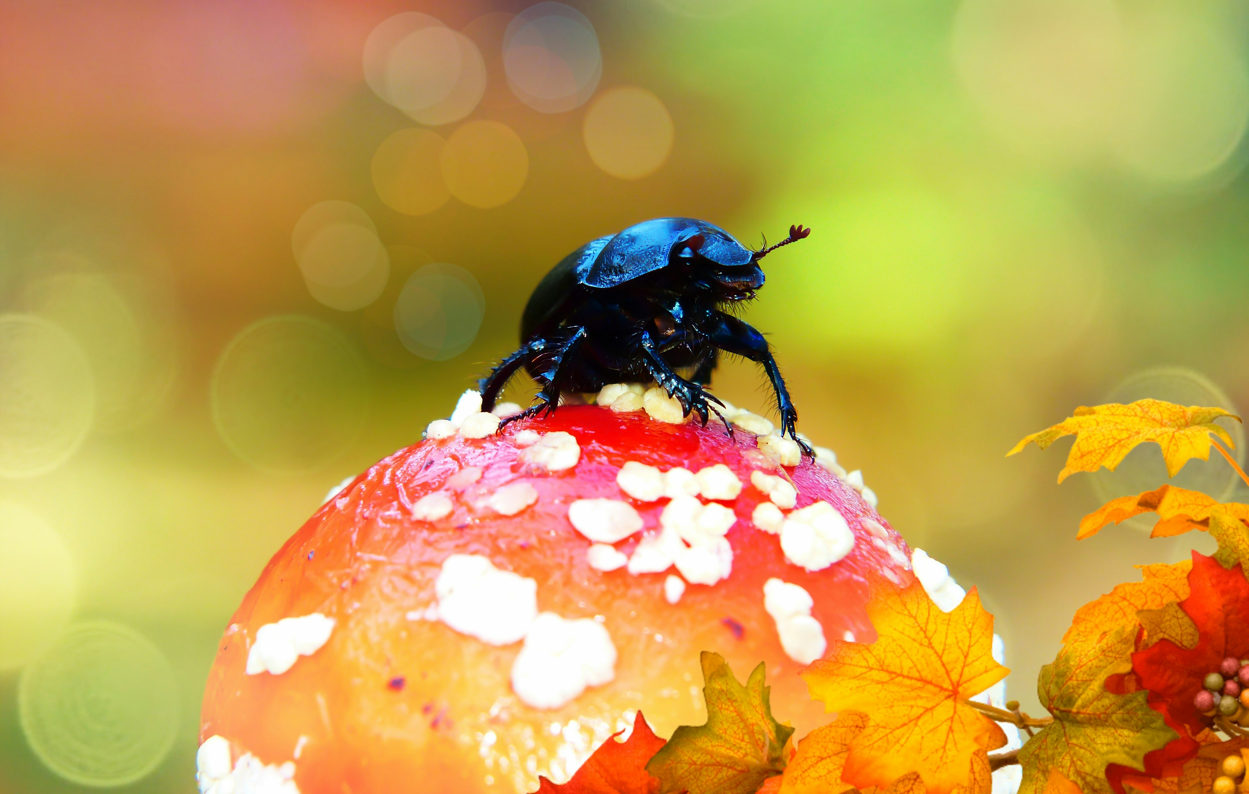 Macro photograph of a metallic blue beetle perched on a red mushroom with white spots. Autumn leaves and soft bokeh enrich the background.