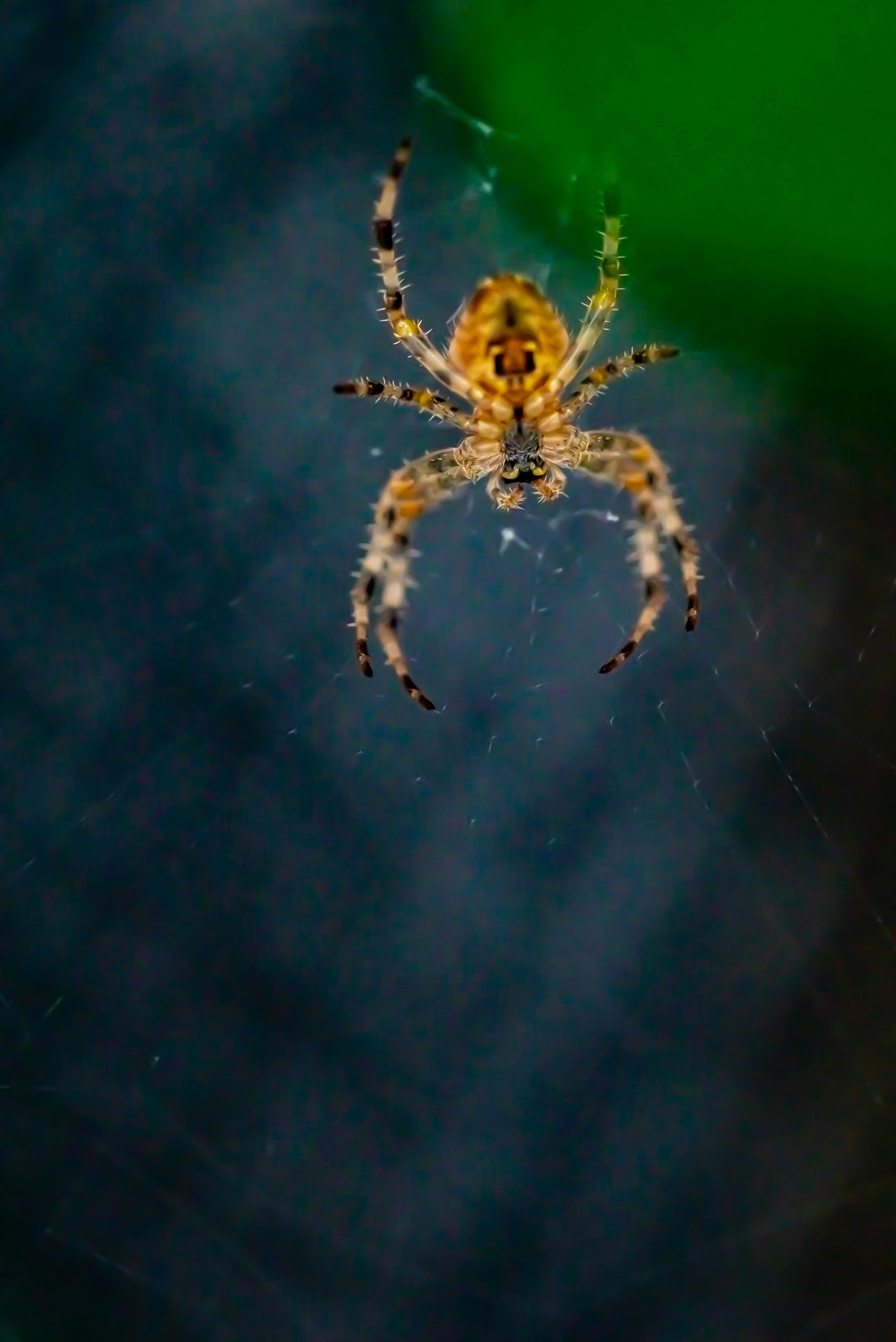 Silk Axis: Front-and-Center of an Orb-Weaver