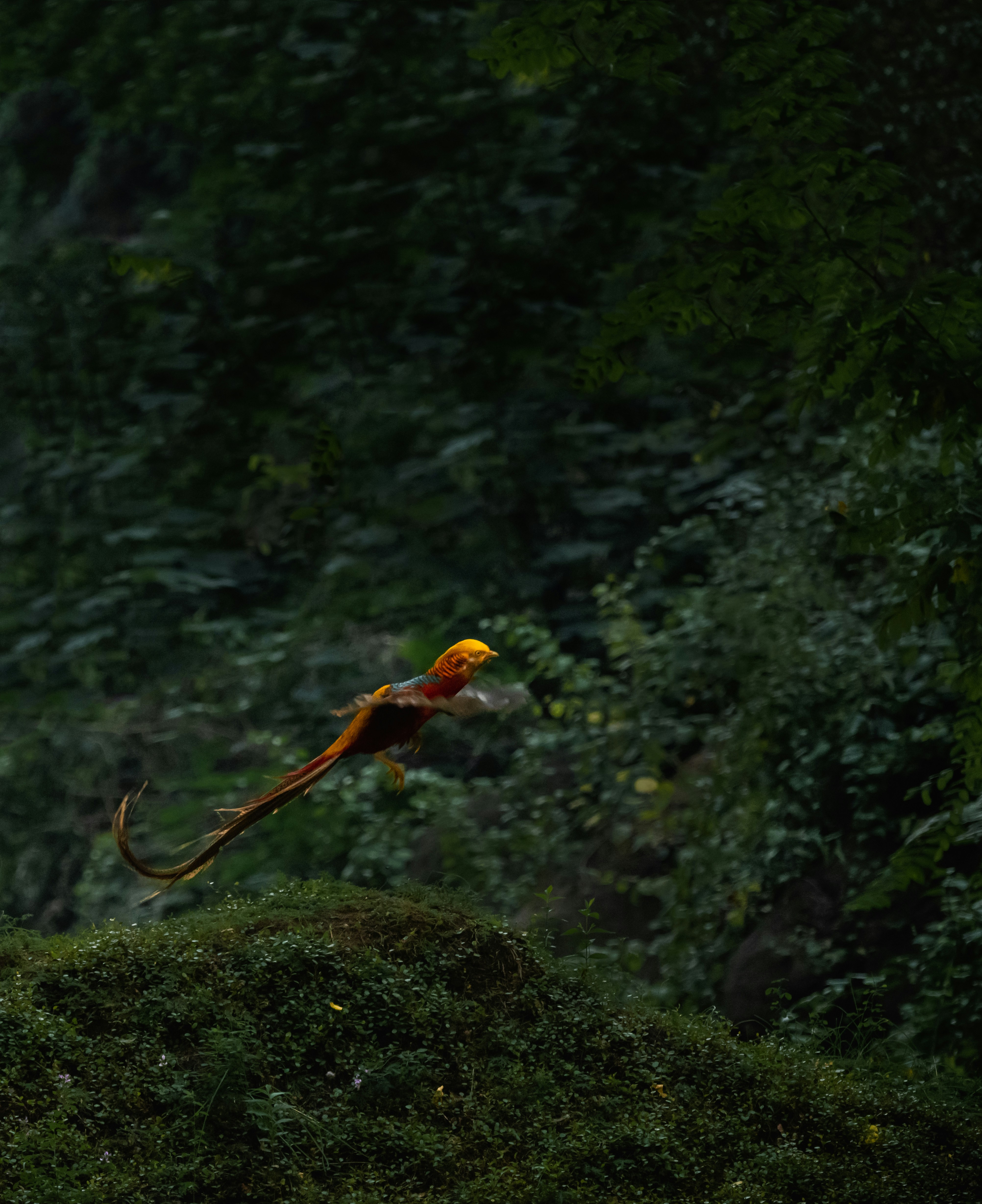 Emberwing Leap Over Moss: A Fiery Lizard Arcs Through a Dark Forest