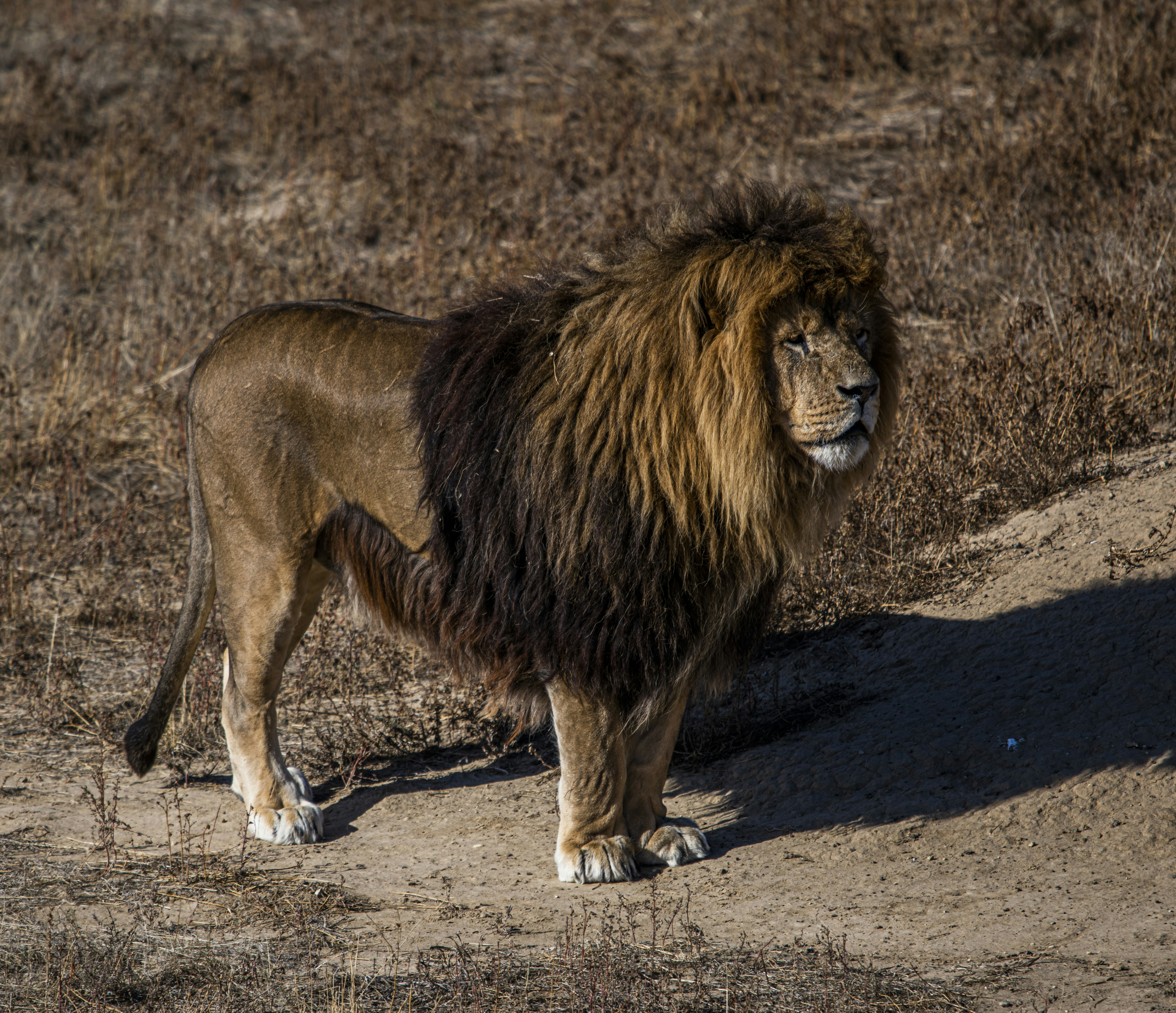 brown lion