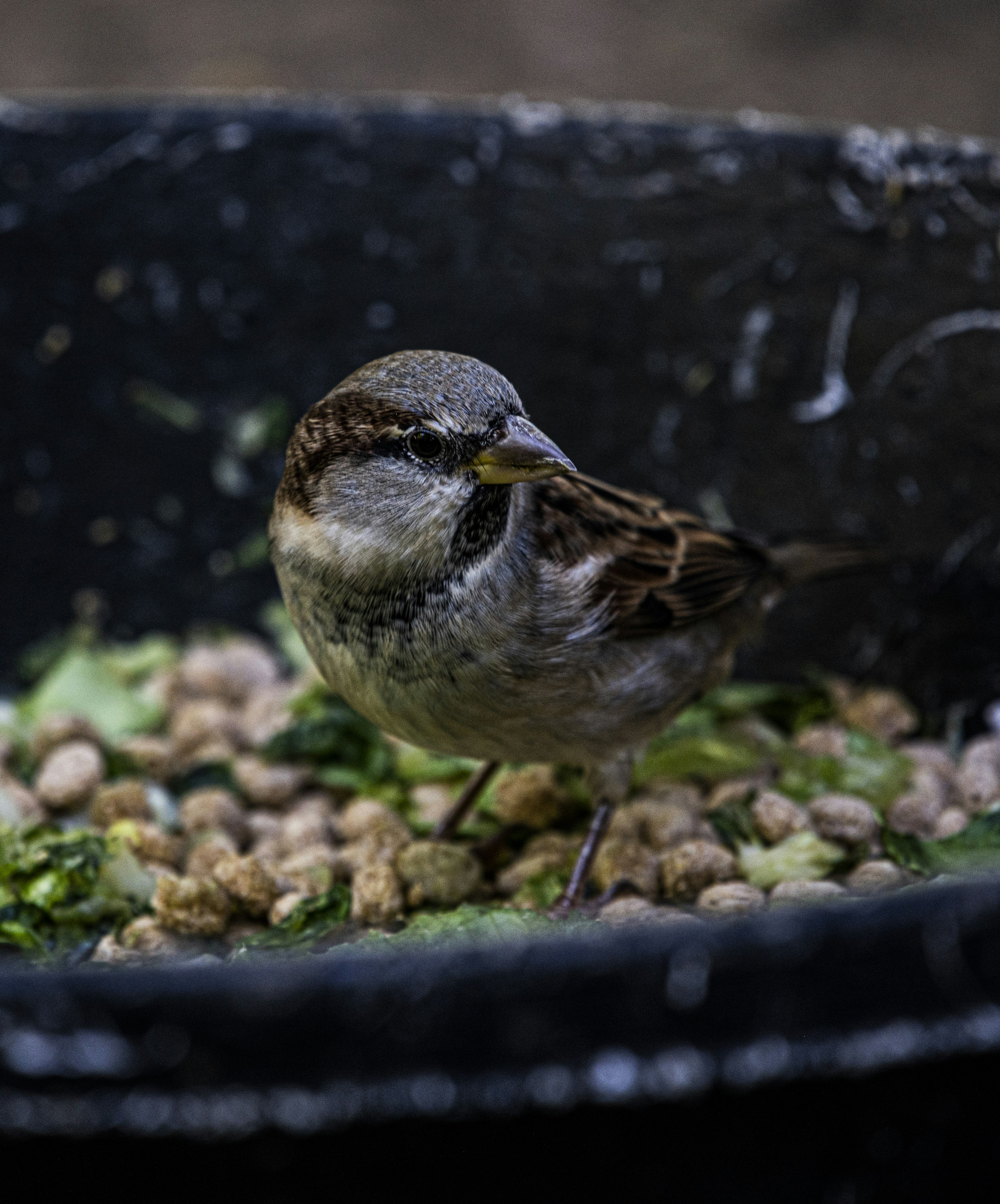 Sparrow standing at a seed-filled feeder tray, foreground-focused with dark background and shallow depth of field for a portrait-like view.