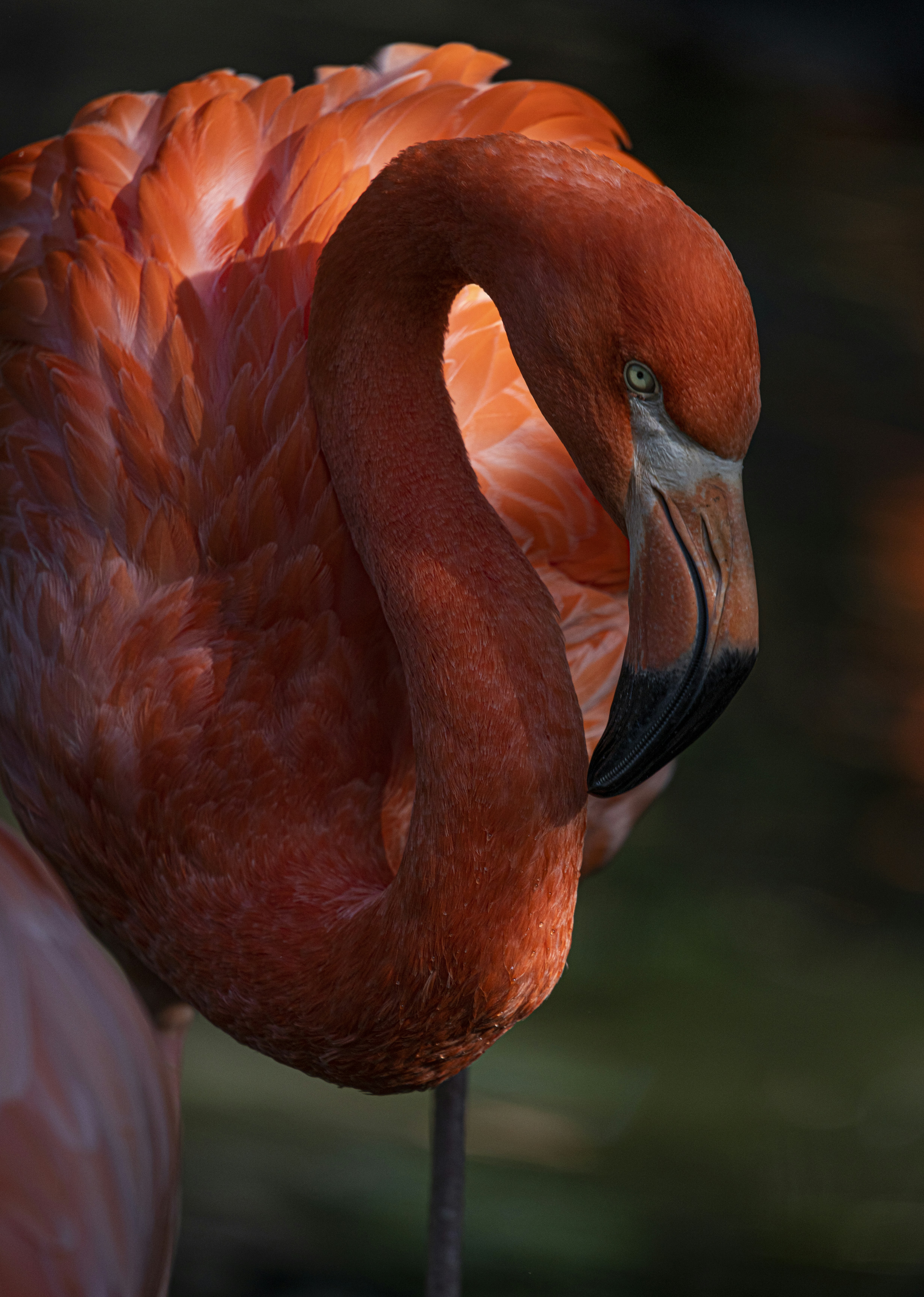 a close up of a flamingo with its head turnedmana5280