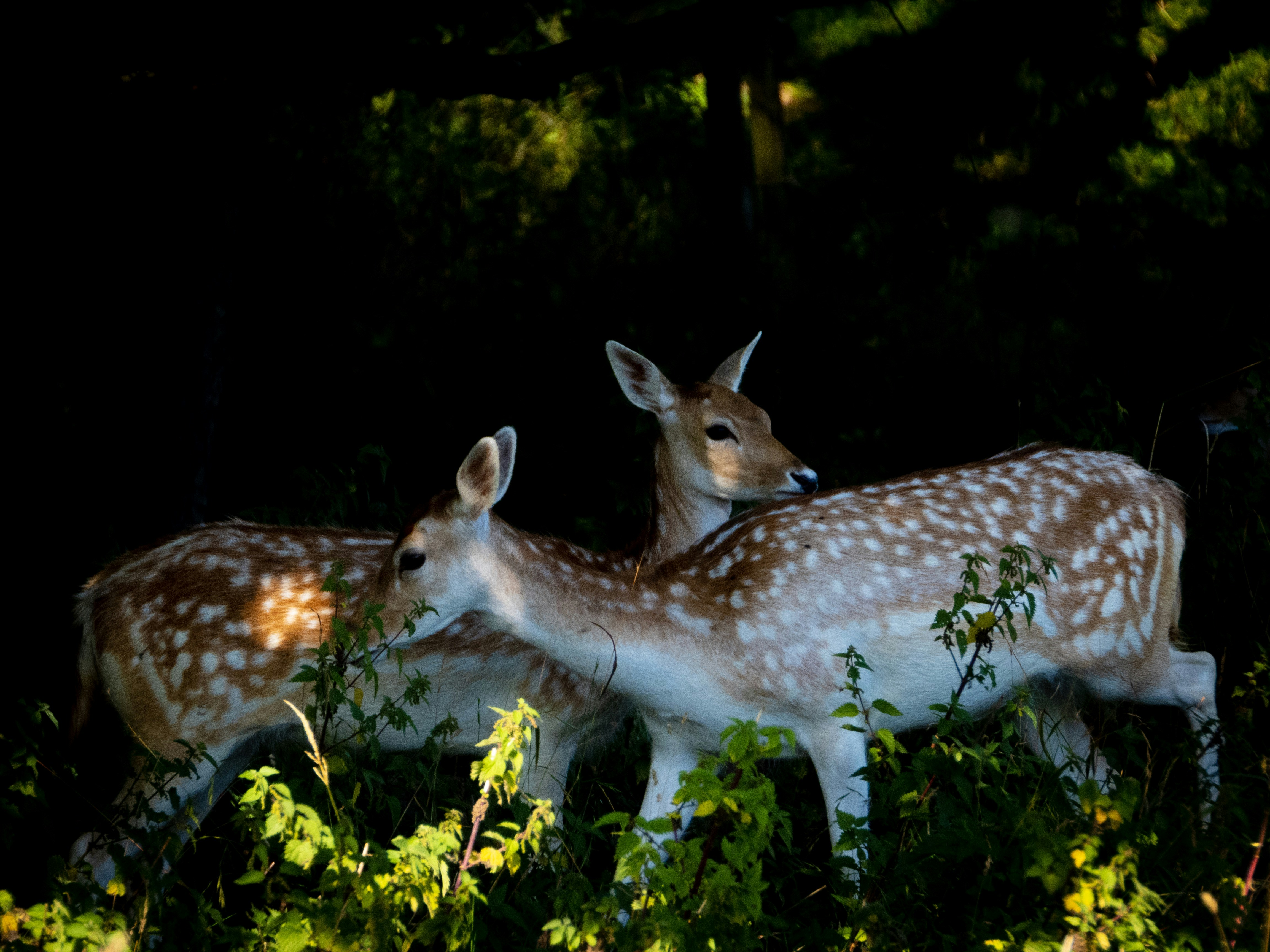 Two spotted deer gracefully navigate through a lush, shadowy underbrush, embodying tranquility in their natural habitat.