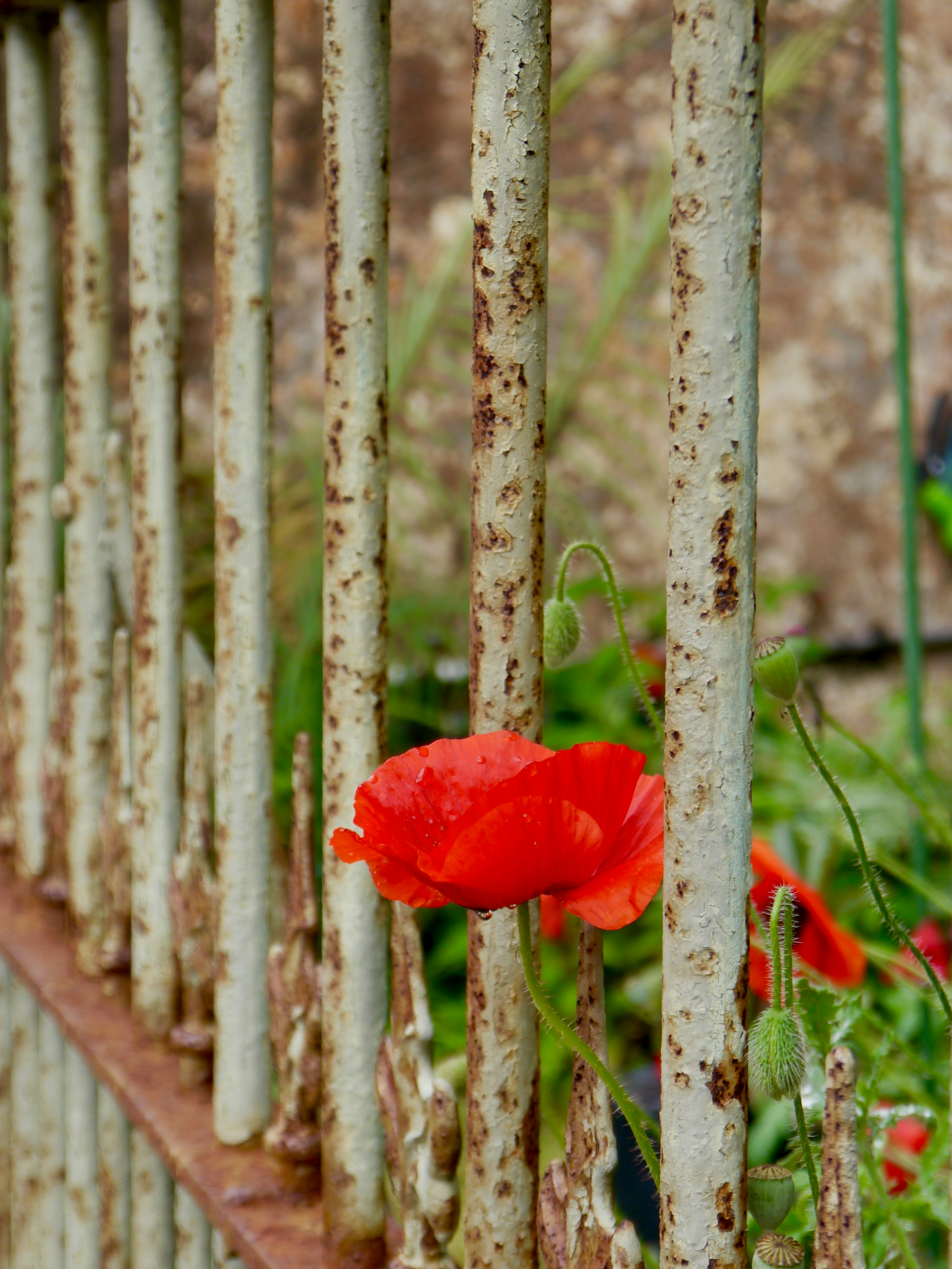 A solitary red poppy blooms amid rust-streaked vertical iron bars, with blurred green foliage beyond; the scene emphasizes resilience in a weathered urban edge.