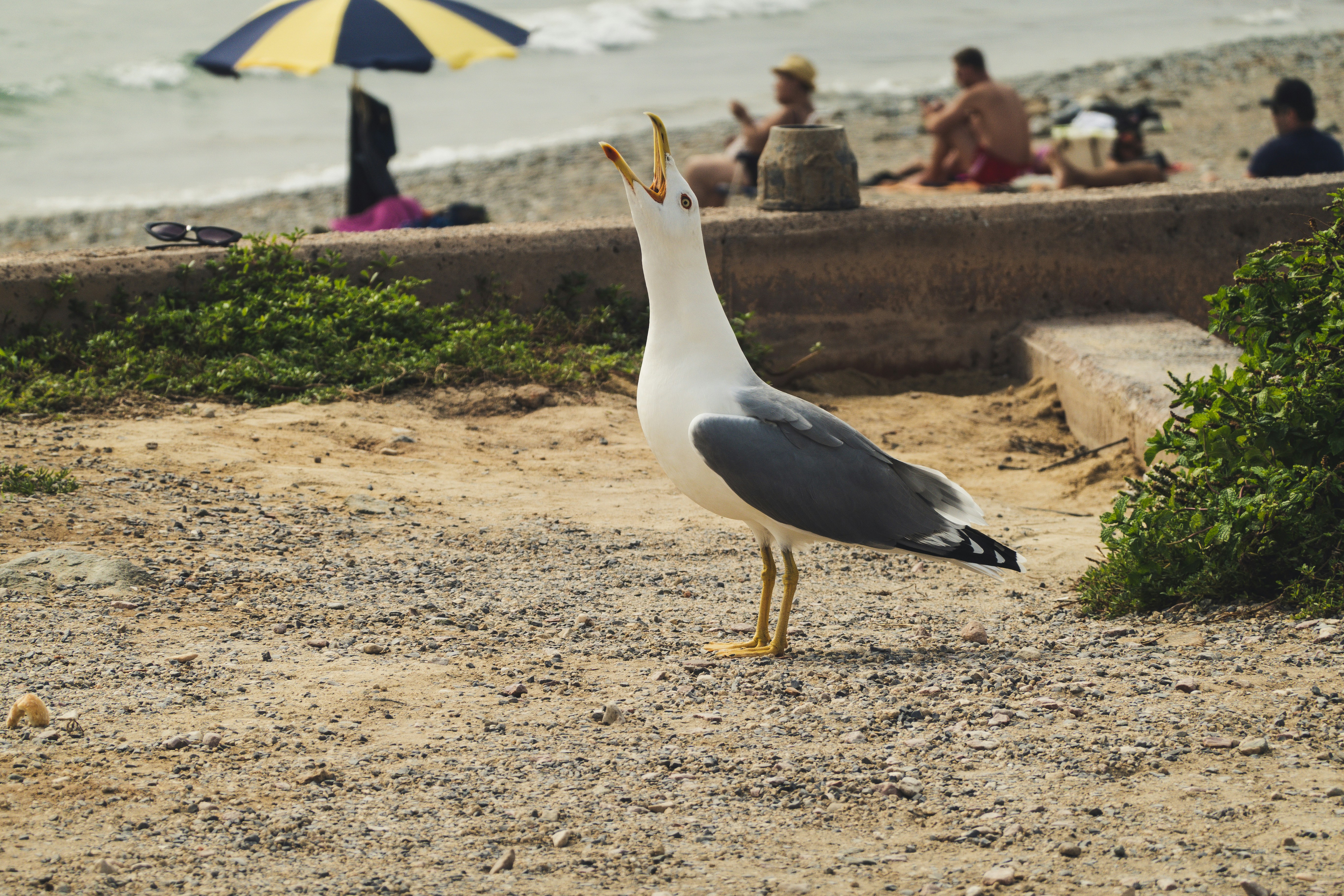 A seagull with its beak open, standing on a sandy beach while beachgoers relax in the background. The scene captures a lively coastal atmosphere.