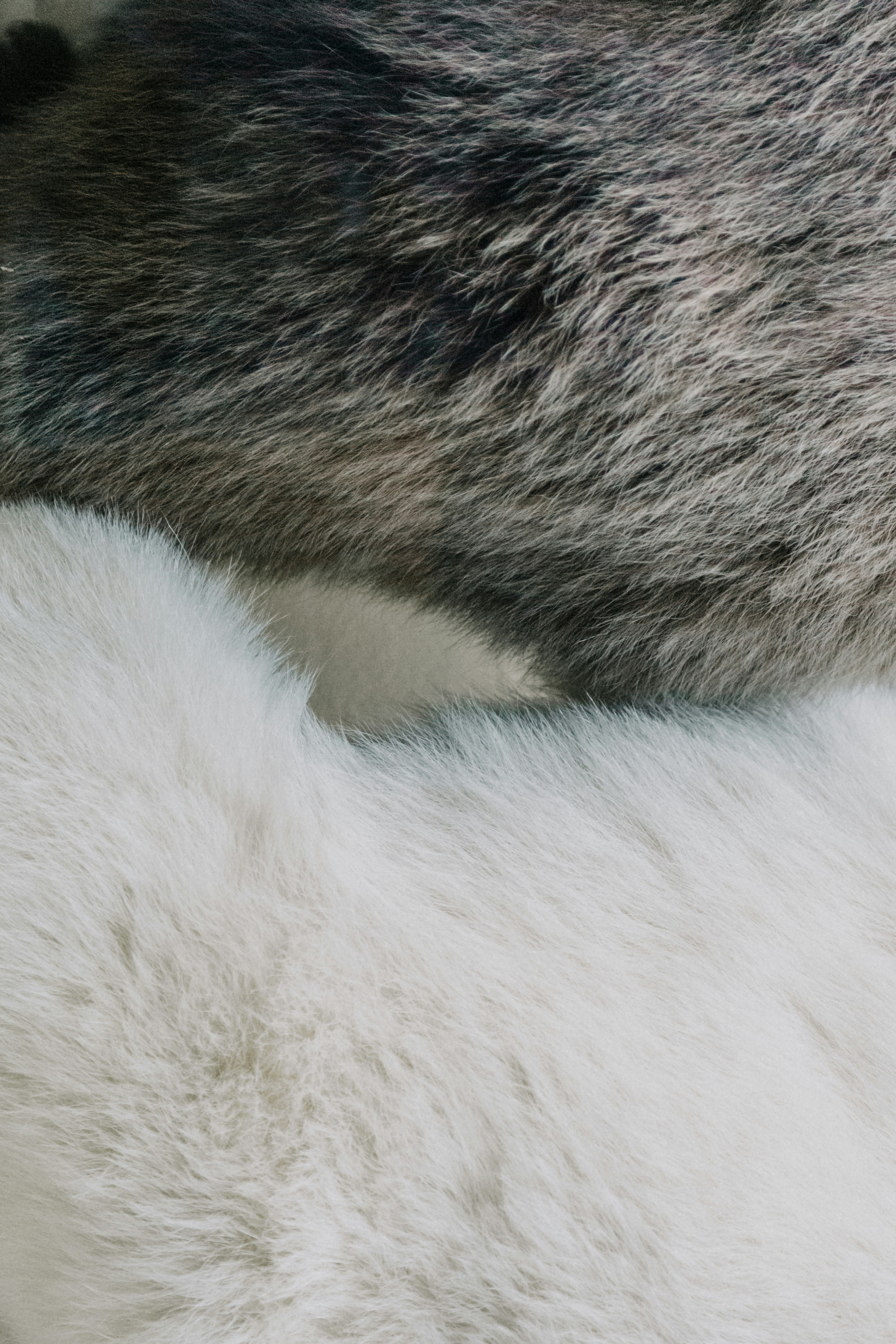 Close-up of two fur textures, one gray and the other white, showcasing the intricate details and softness of each coat.
