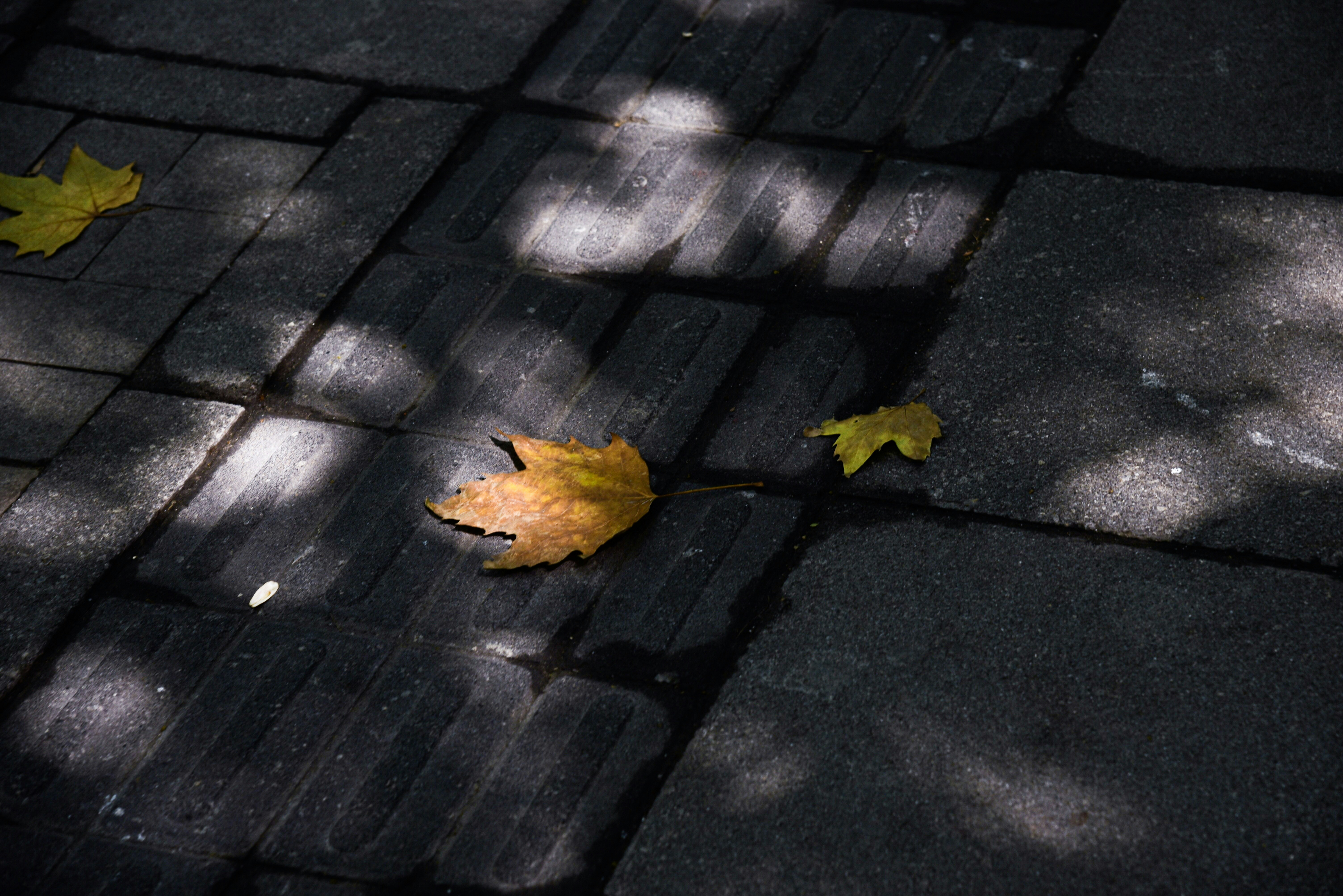 Yellow leaves scattered on textured pavement, illuminated by dappled sunlight filtering through tree branches.