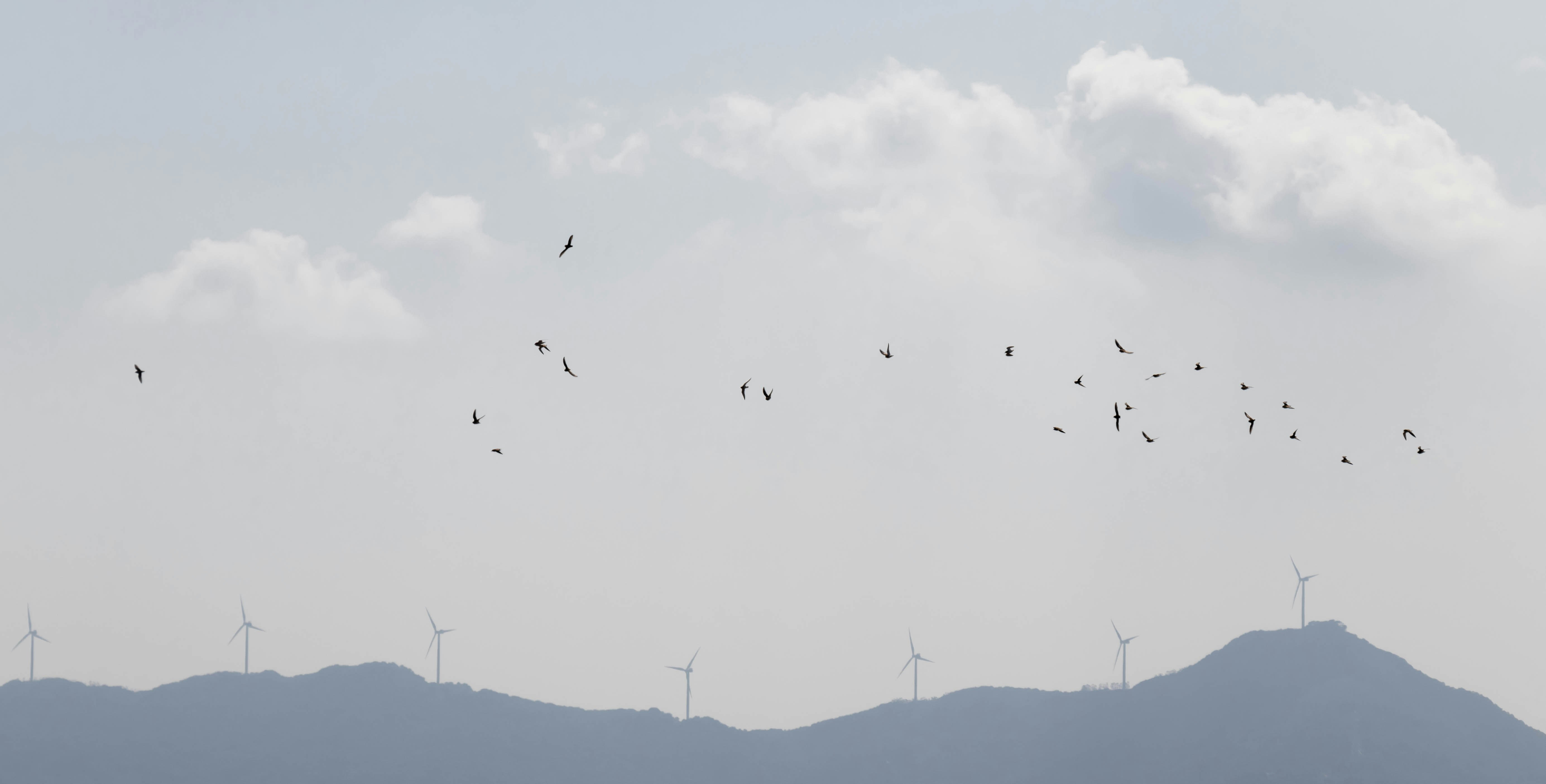 Nature-positive wind farms, detecting homeless students, trauma ...