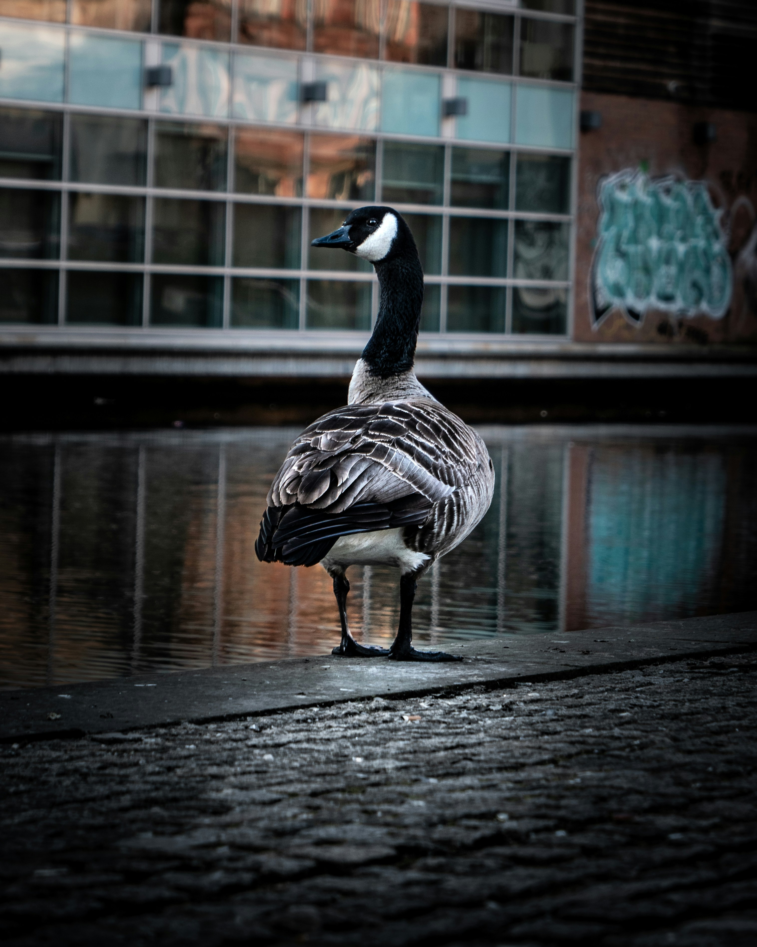 Canada goose standing by a calm water surface, with urban architecture and graffiti in the background. 