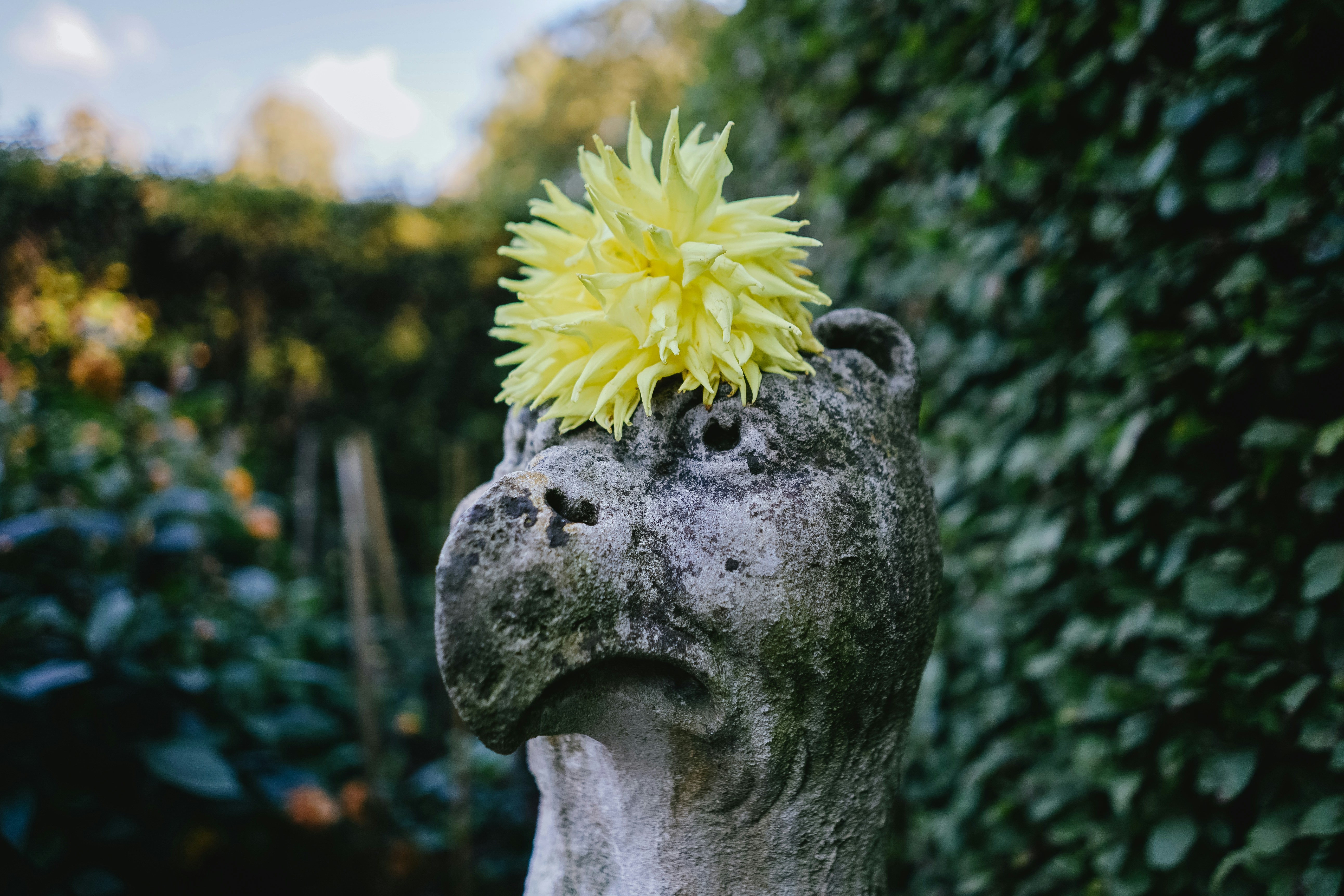 Yellow Bloom on a Timeworn Stone Head