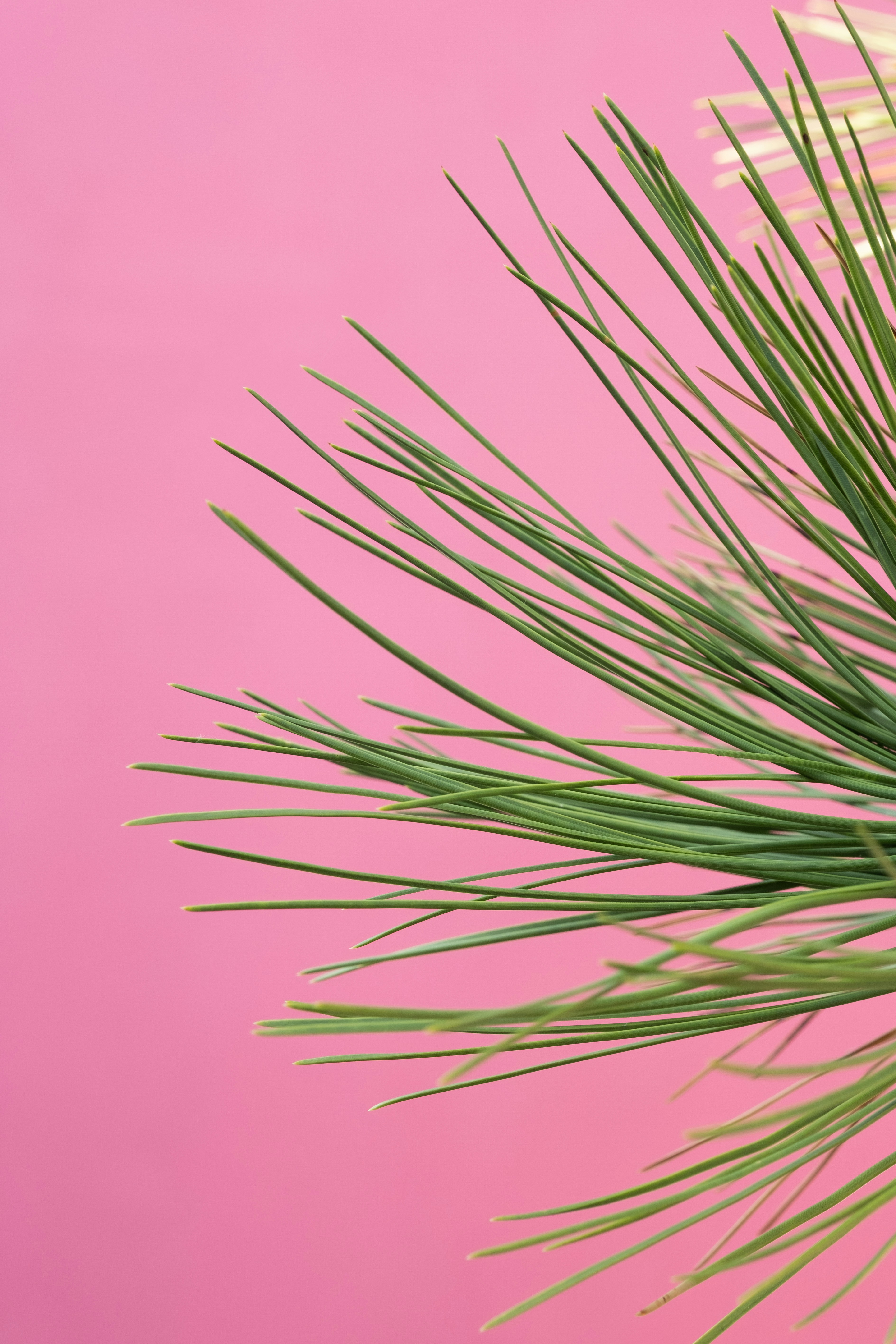 Close-up of pine needles extending outward, set against a soft pink background.