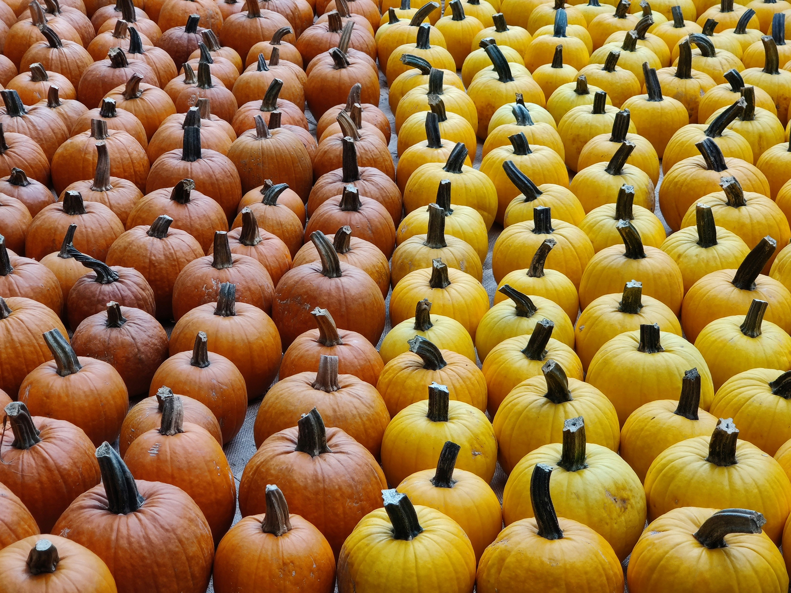 Rows of vibrant orange and yellow pumpkins arranged in a colorful display at a harvest festival.