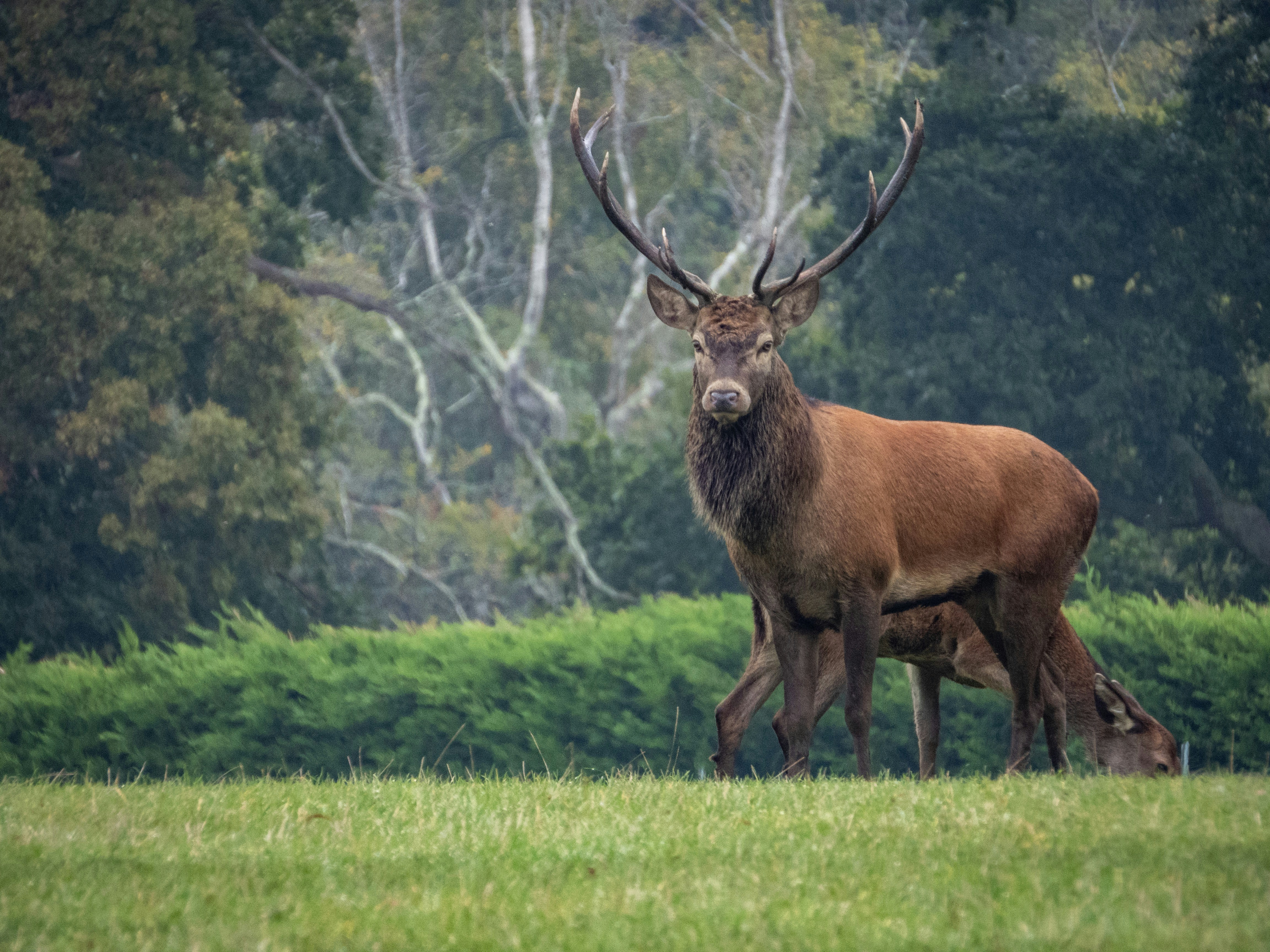30,000+ Stag Pictures | Download Free Images on Unsplash