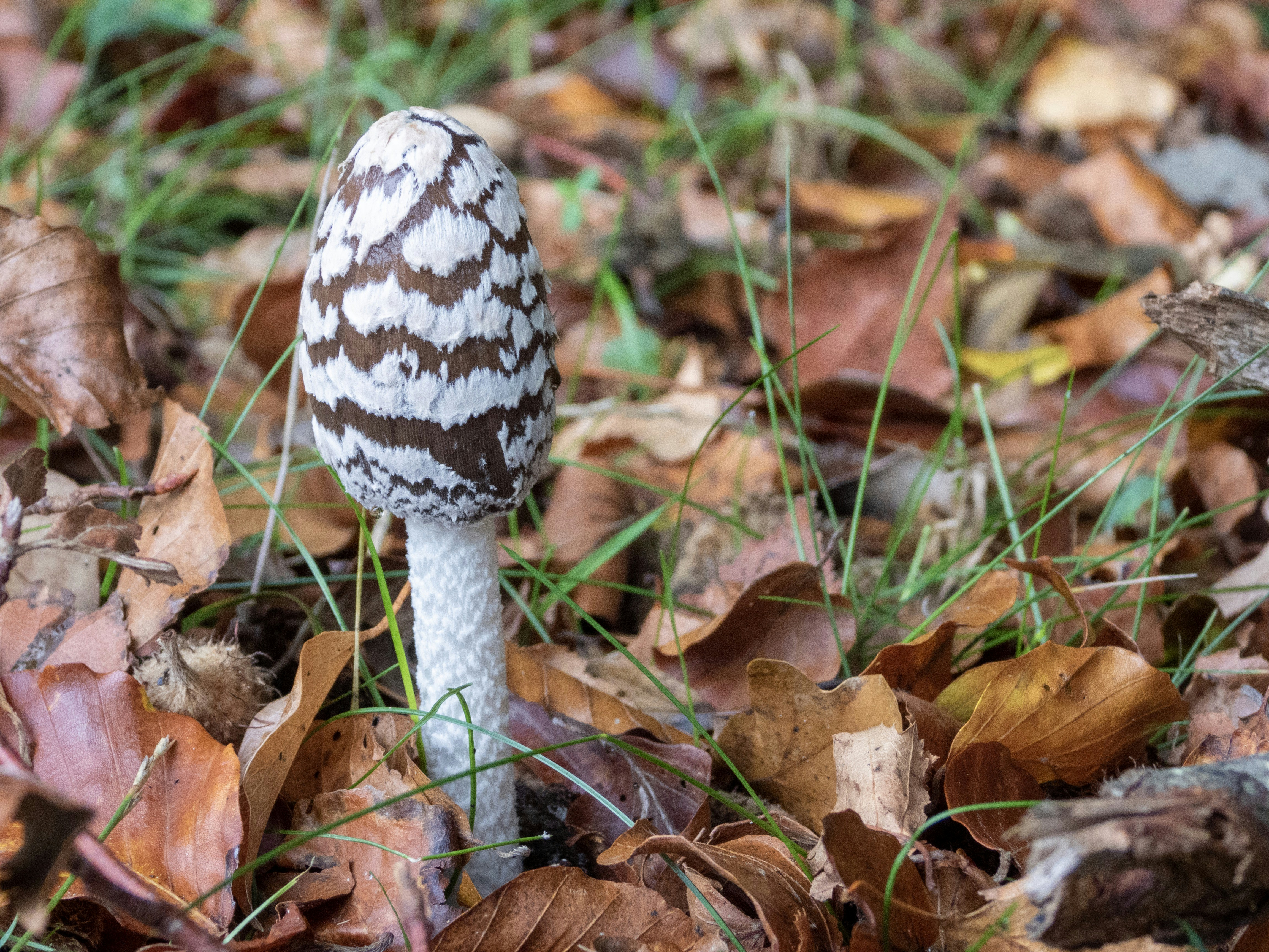 Close-up of a white-speckled mushroom rising from damp leaf litter and grass on a forest floor.