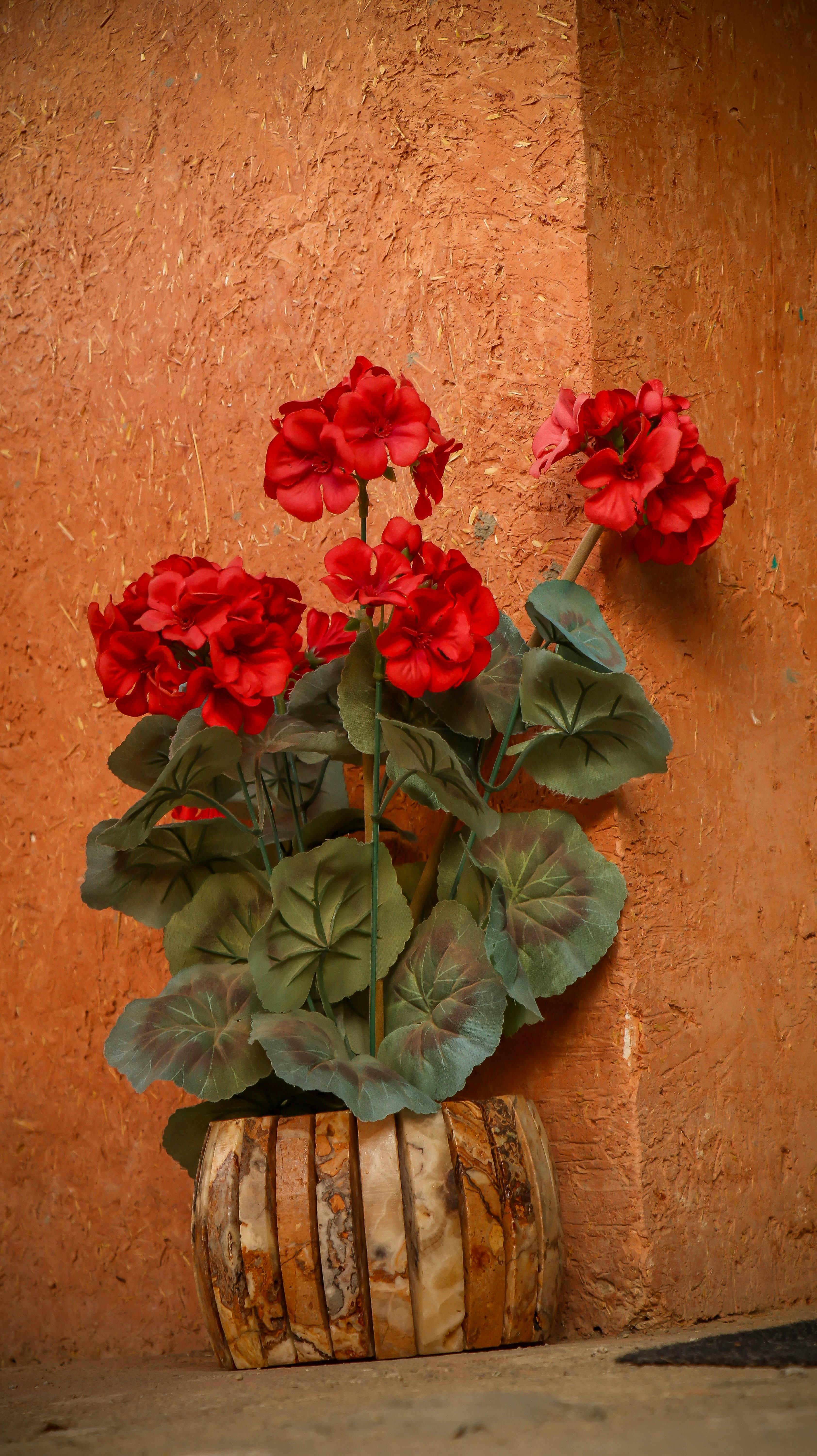 Crimson Geraniums in a Weathered Barrel Against a Terracotta Wall