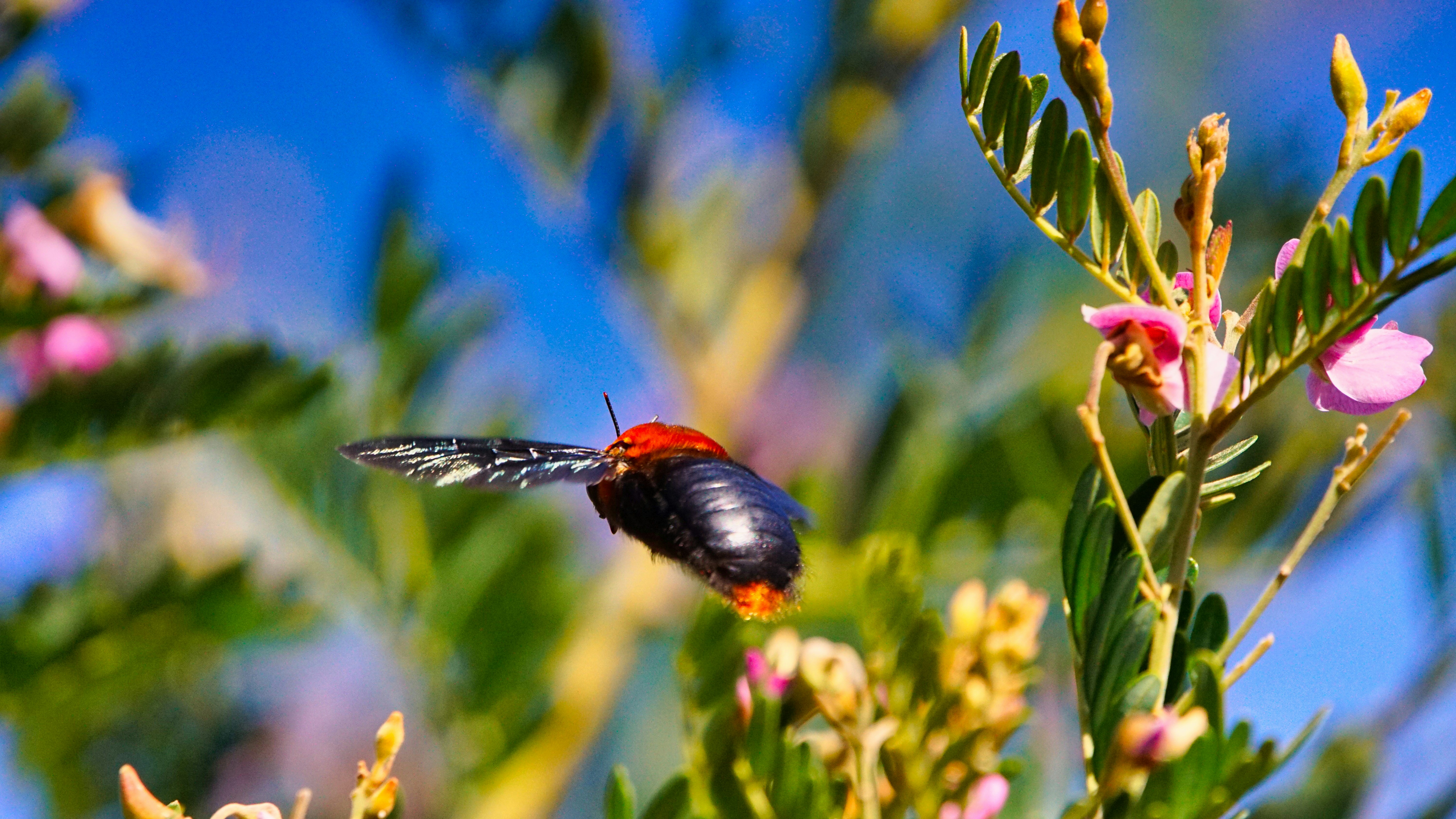Foto Insecto alado negro donde se posan en la flor rosa – Imagen Honey ...