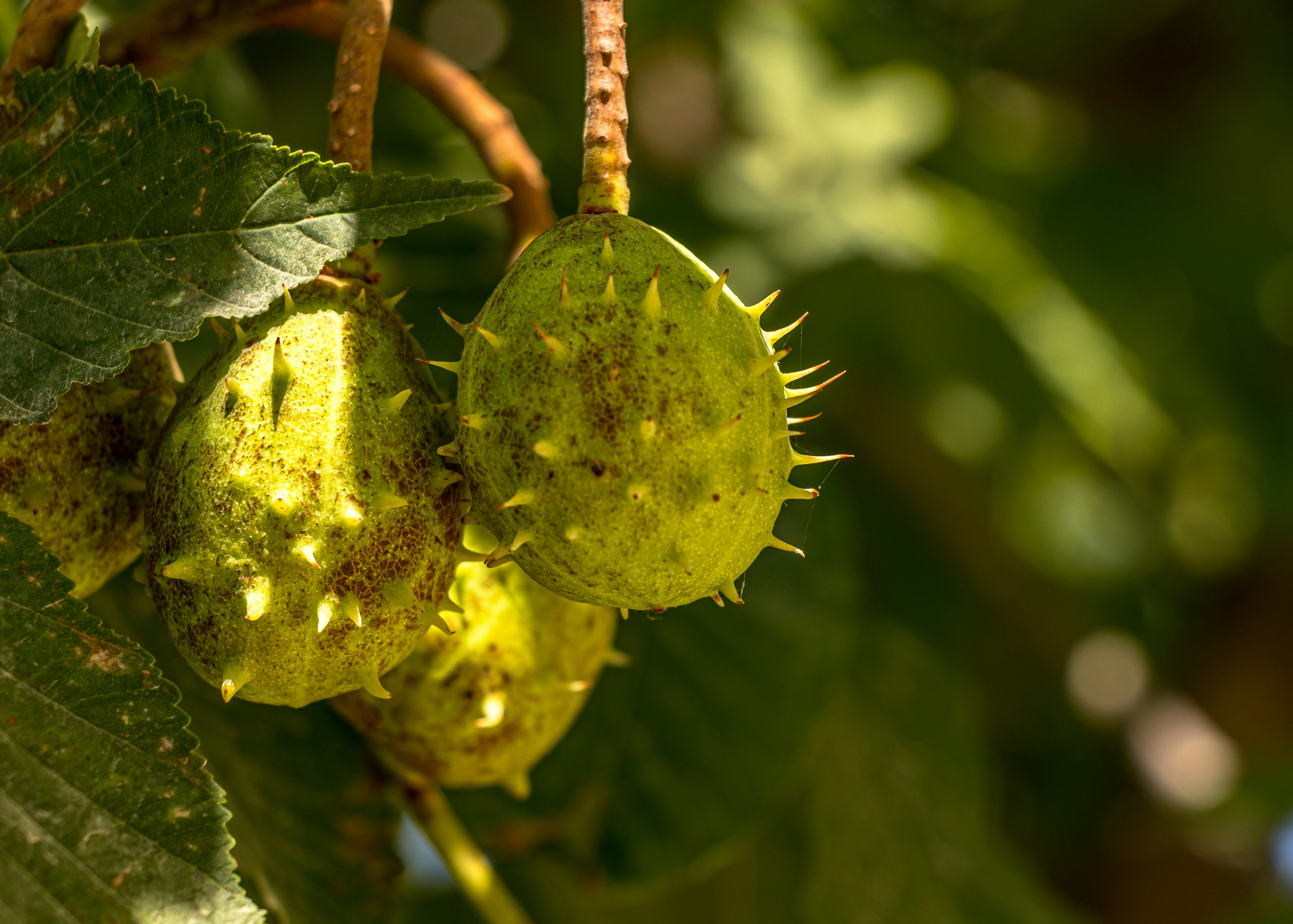 Spiky Fruit Tree