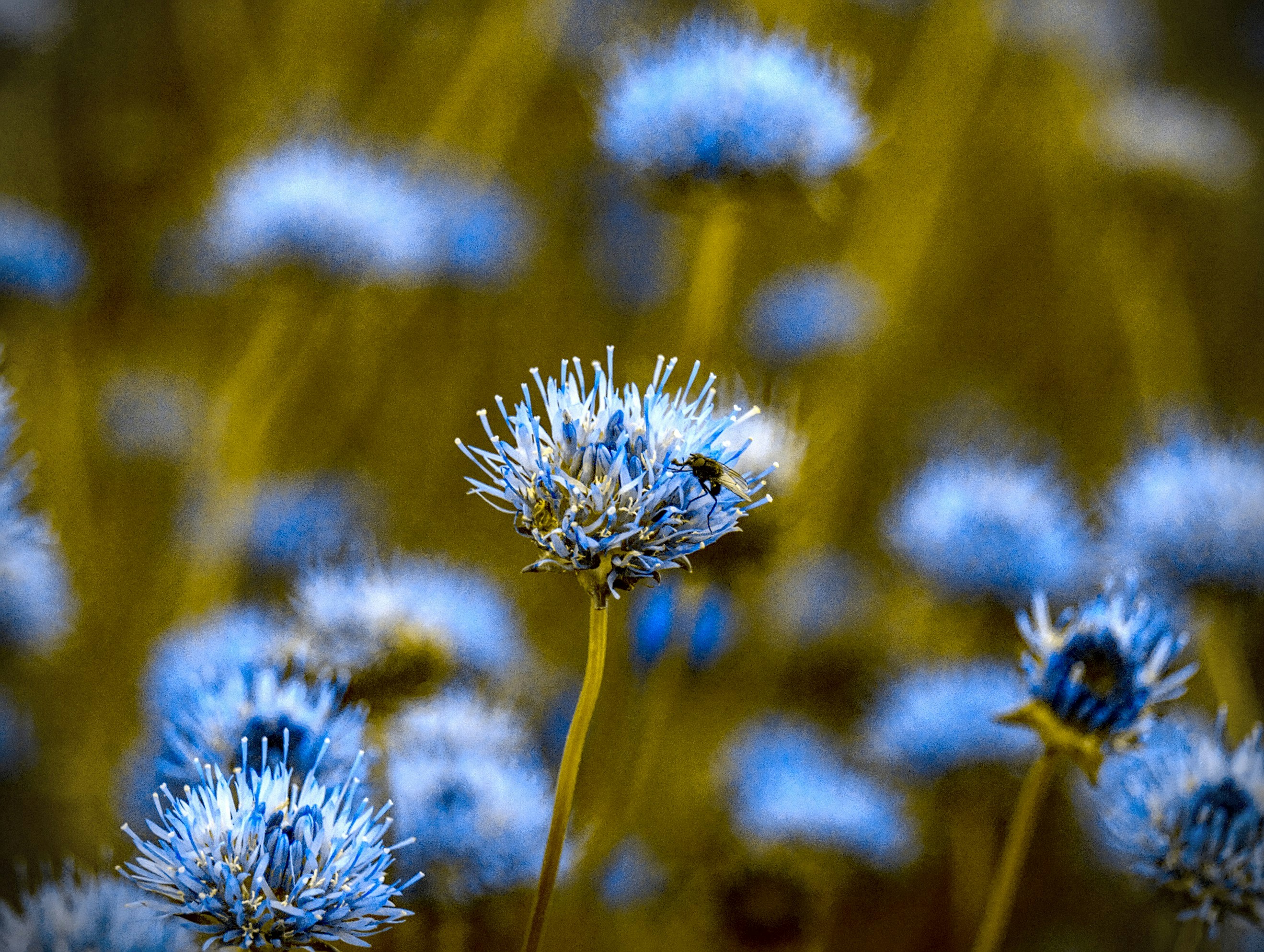 Close-up photo blue petal flowers photo – Free Plant Image on Unsplash