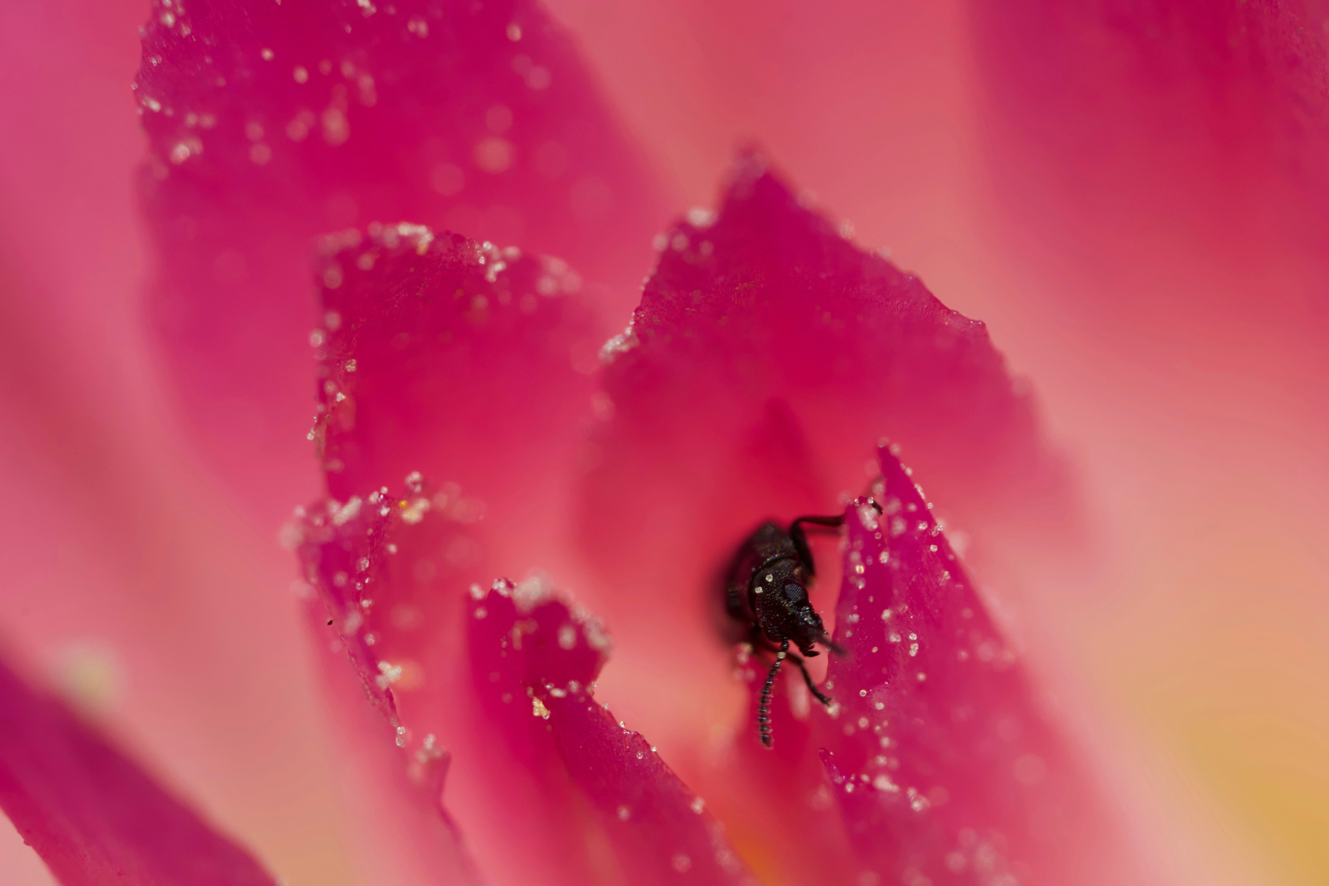 Close-up view of a small insect nestled among vibrant pink flower petals, showcasing intricate details of both the bug and the floral structure.