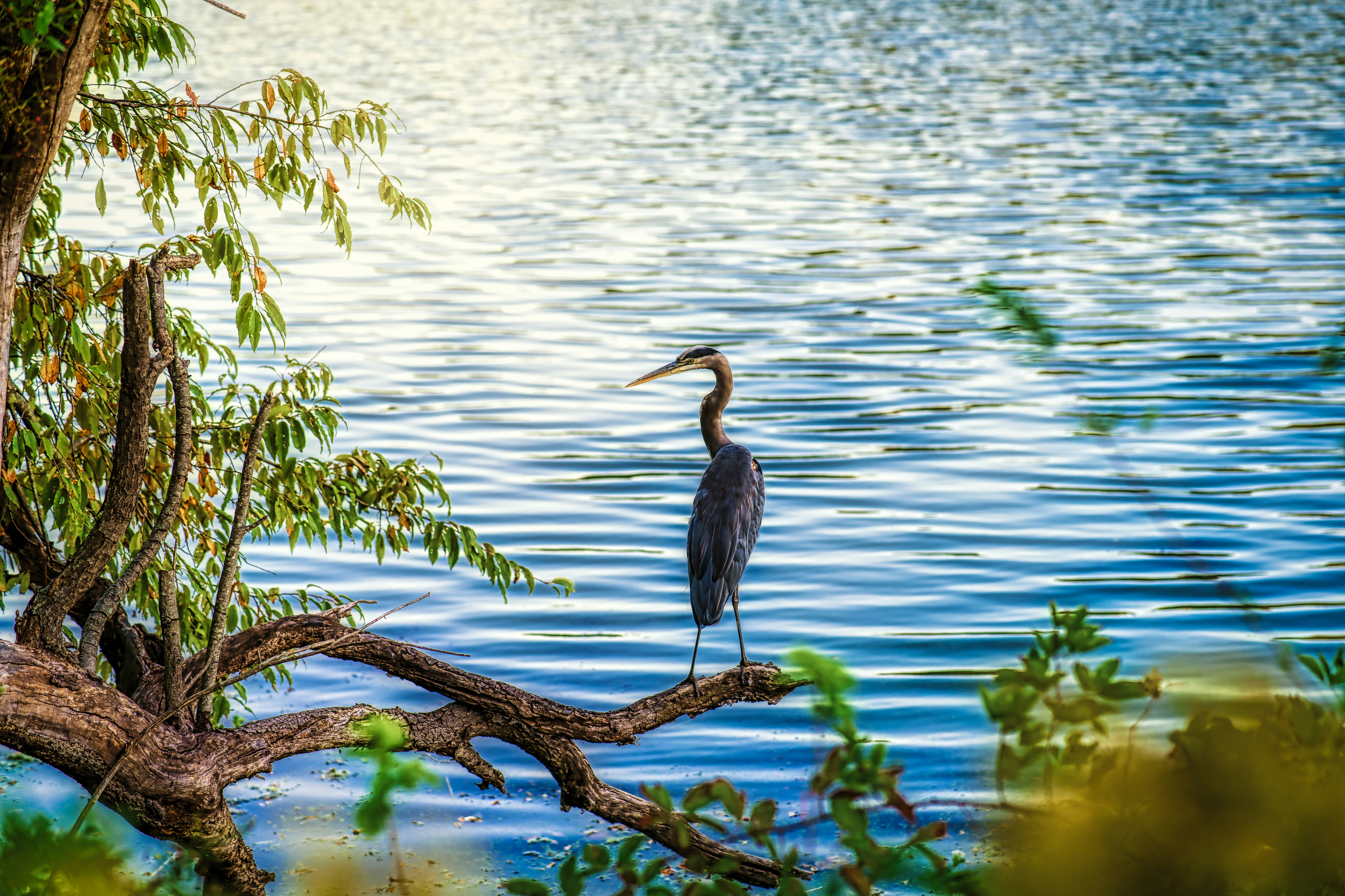 A great blue heron stands poised on a branch overlooking the shimmering water, framed by lush foliage. The tranquil scene captures the essence of nature's beauty.