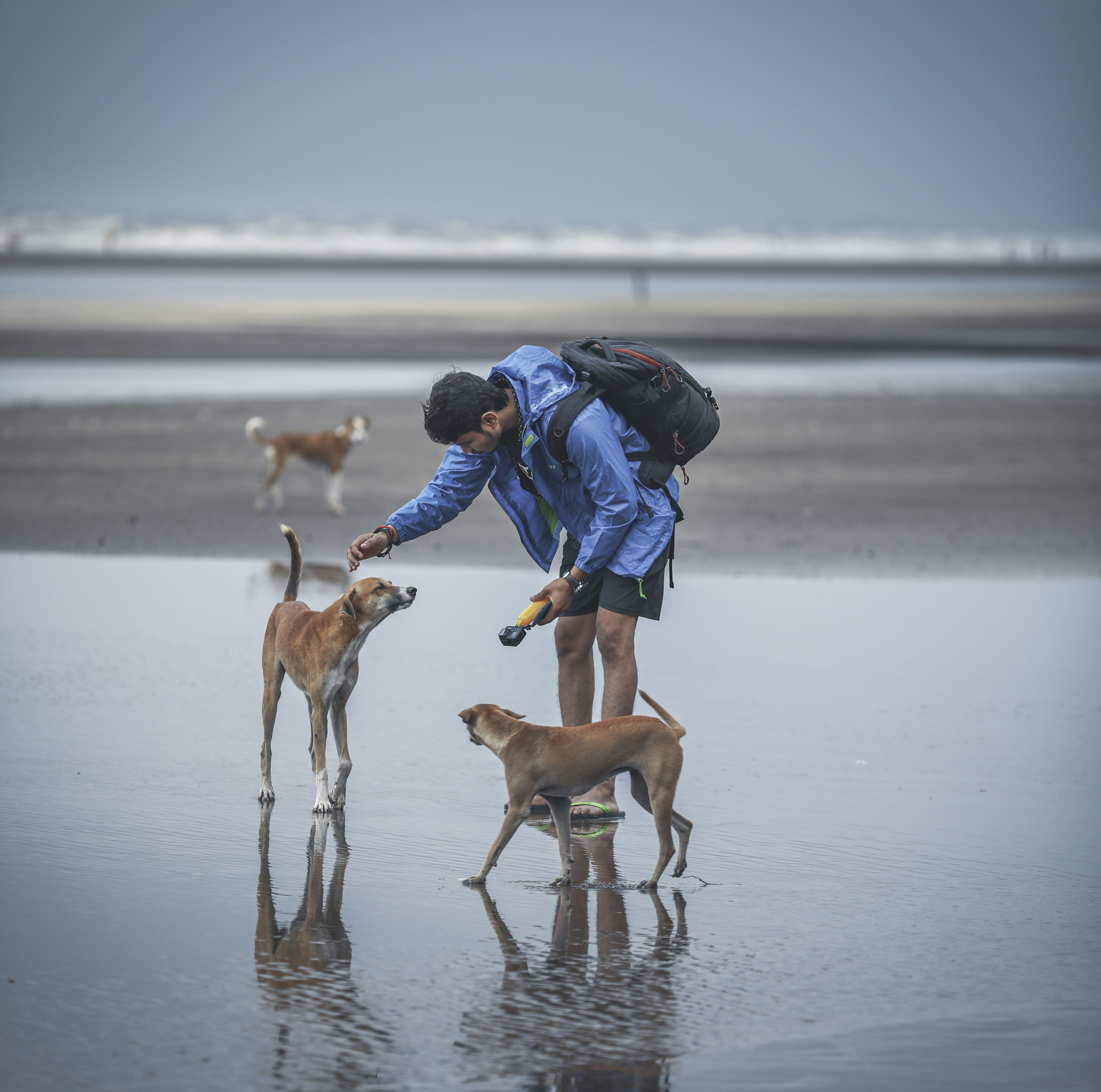 When the dog looks at you, the dog is not thinking what kind of a person you are.