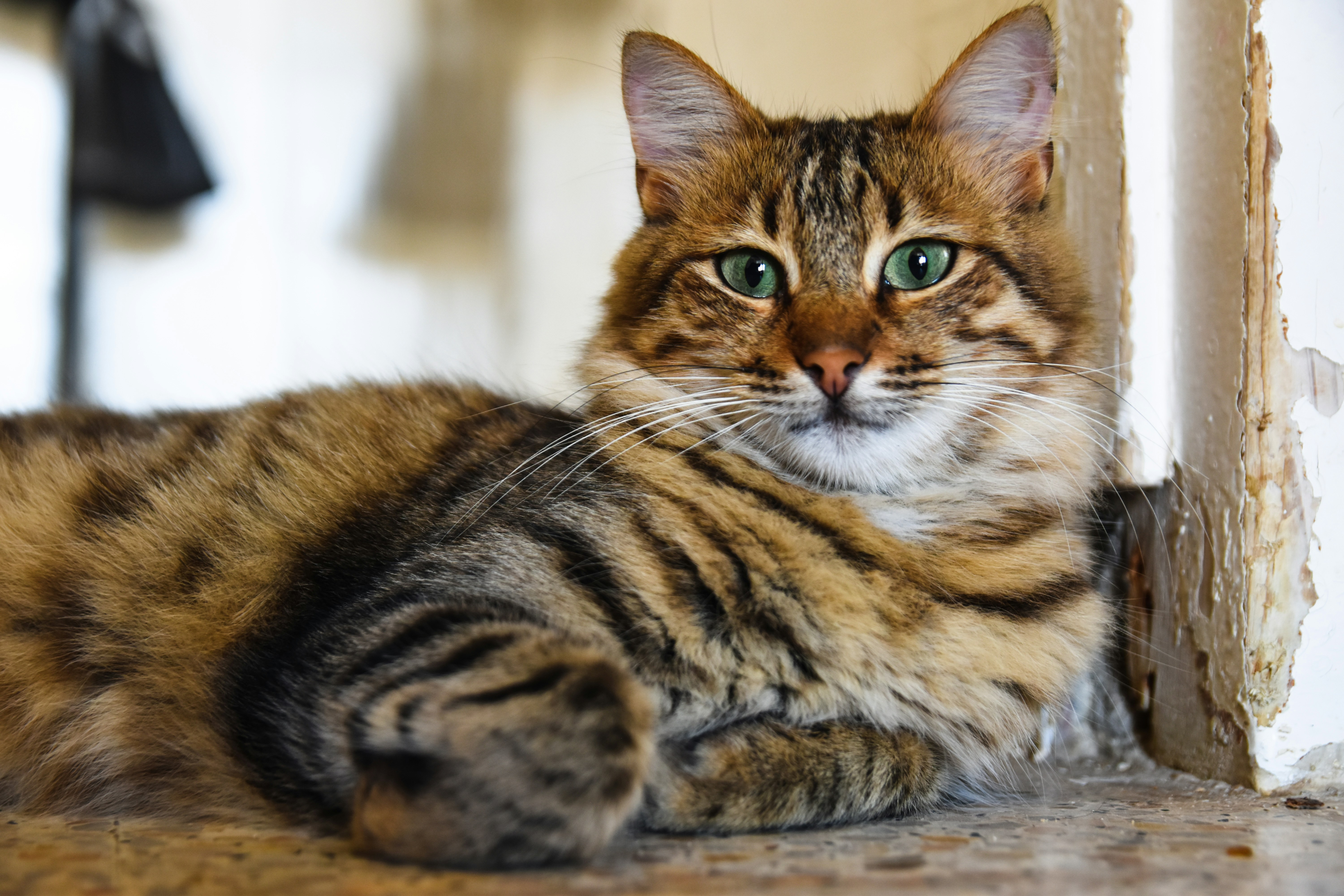 Amazing cat photos | 5 best free cat, eye, pet and animal photos on ...