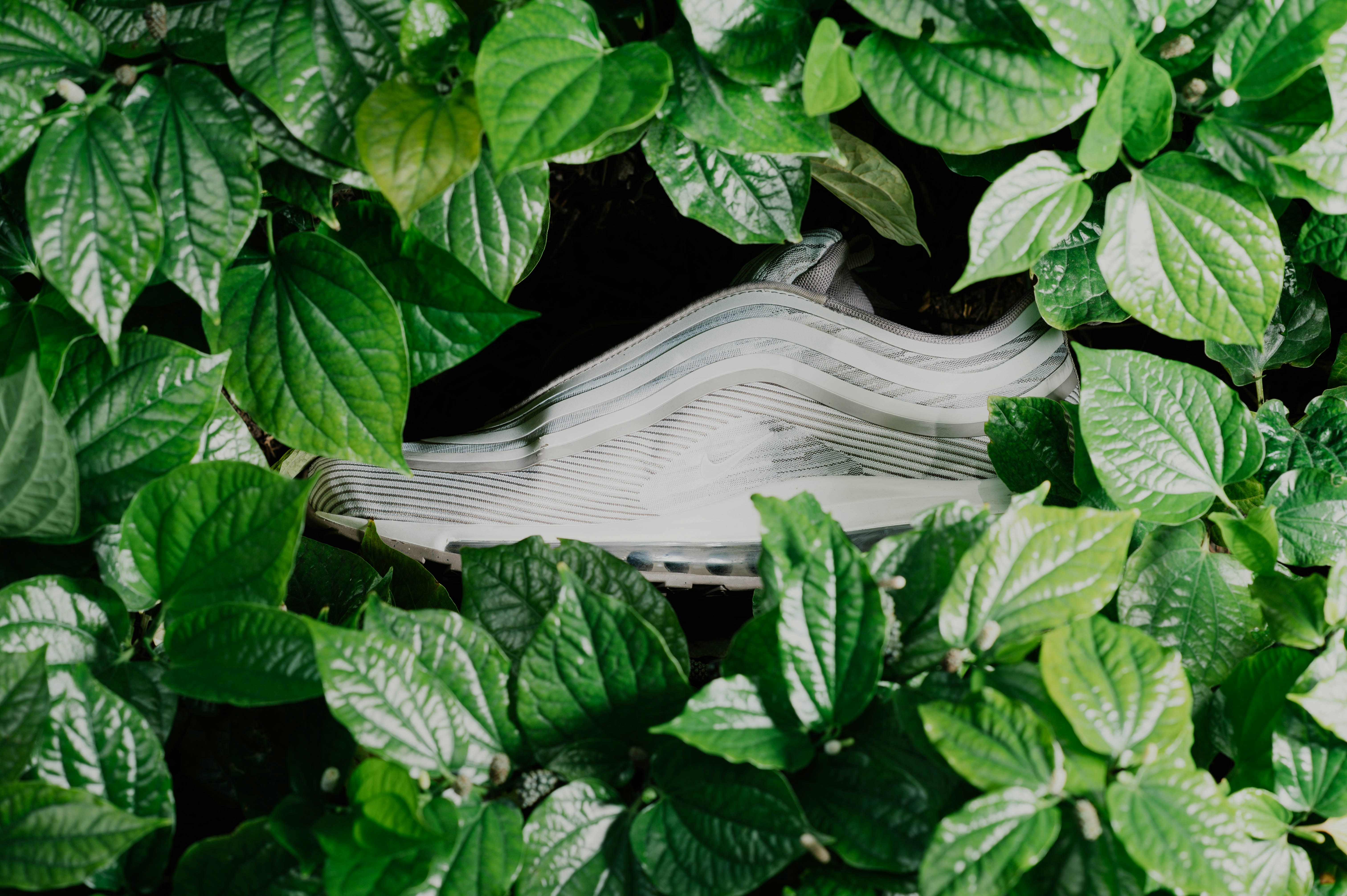 green leaves
