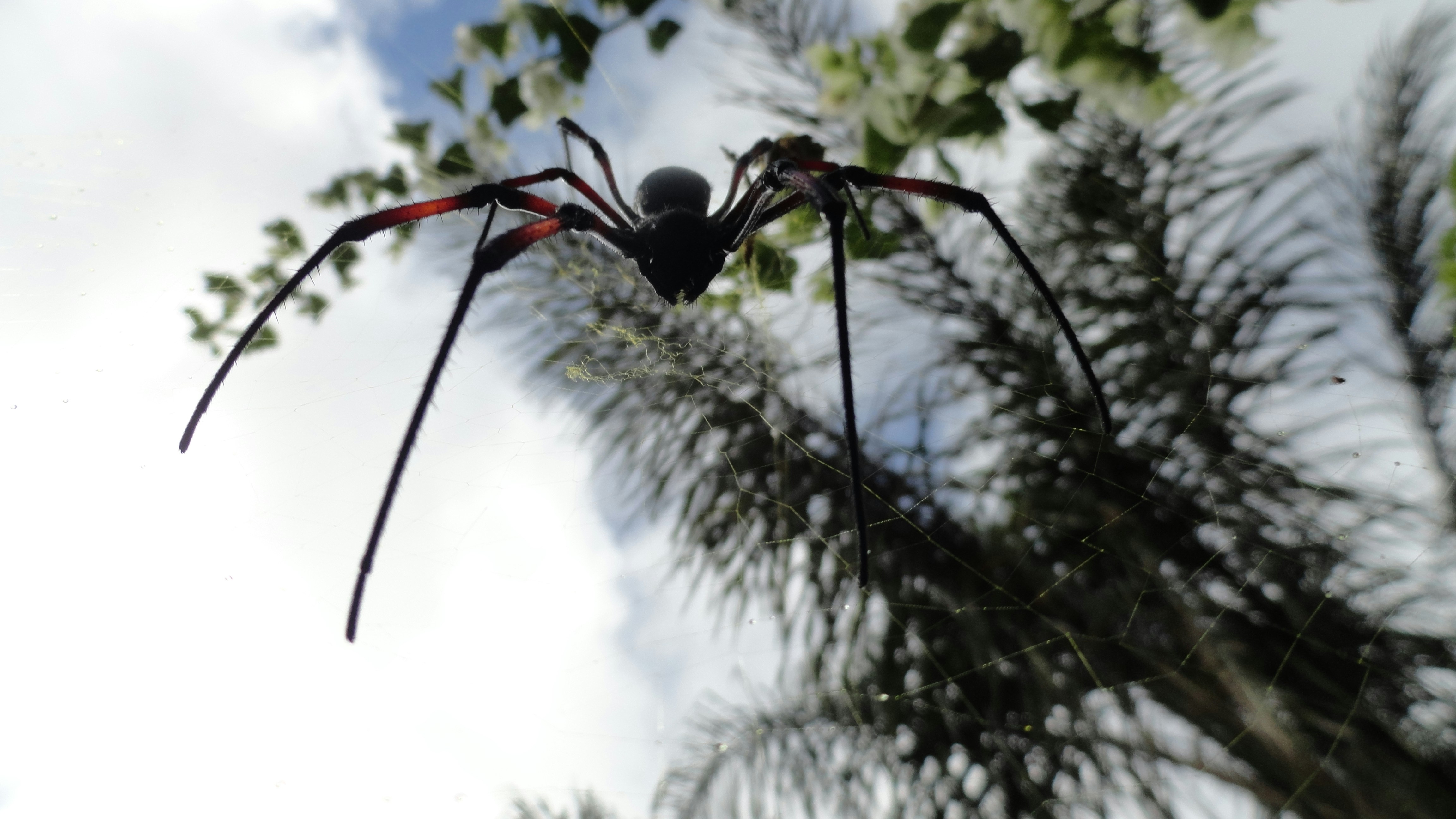 Skybound Silhouette: Close-Up of a Long-Legged Spider Weaving a Web
