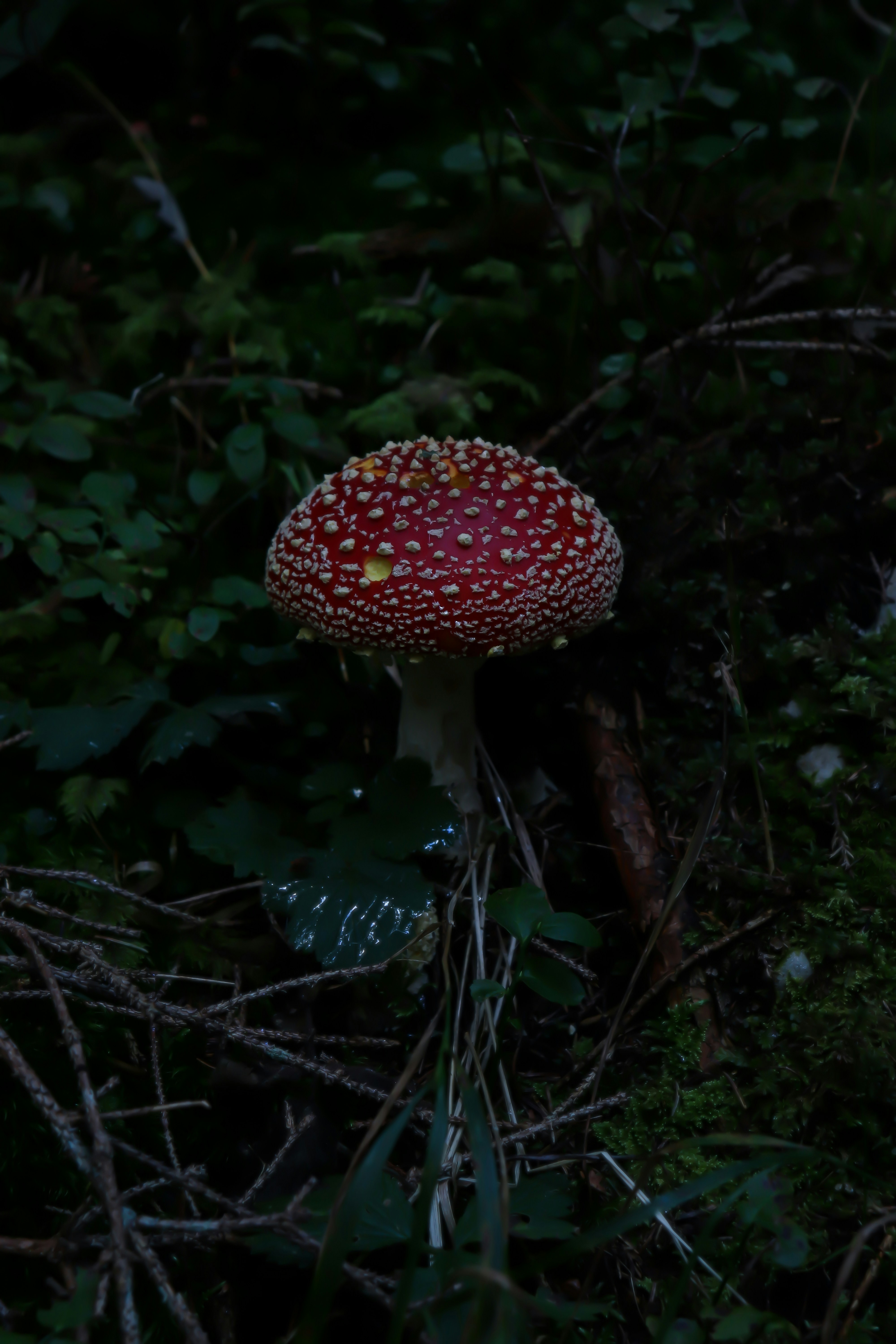 Red Amanita in the Damp Forest Understory