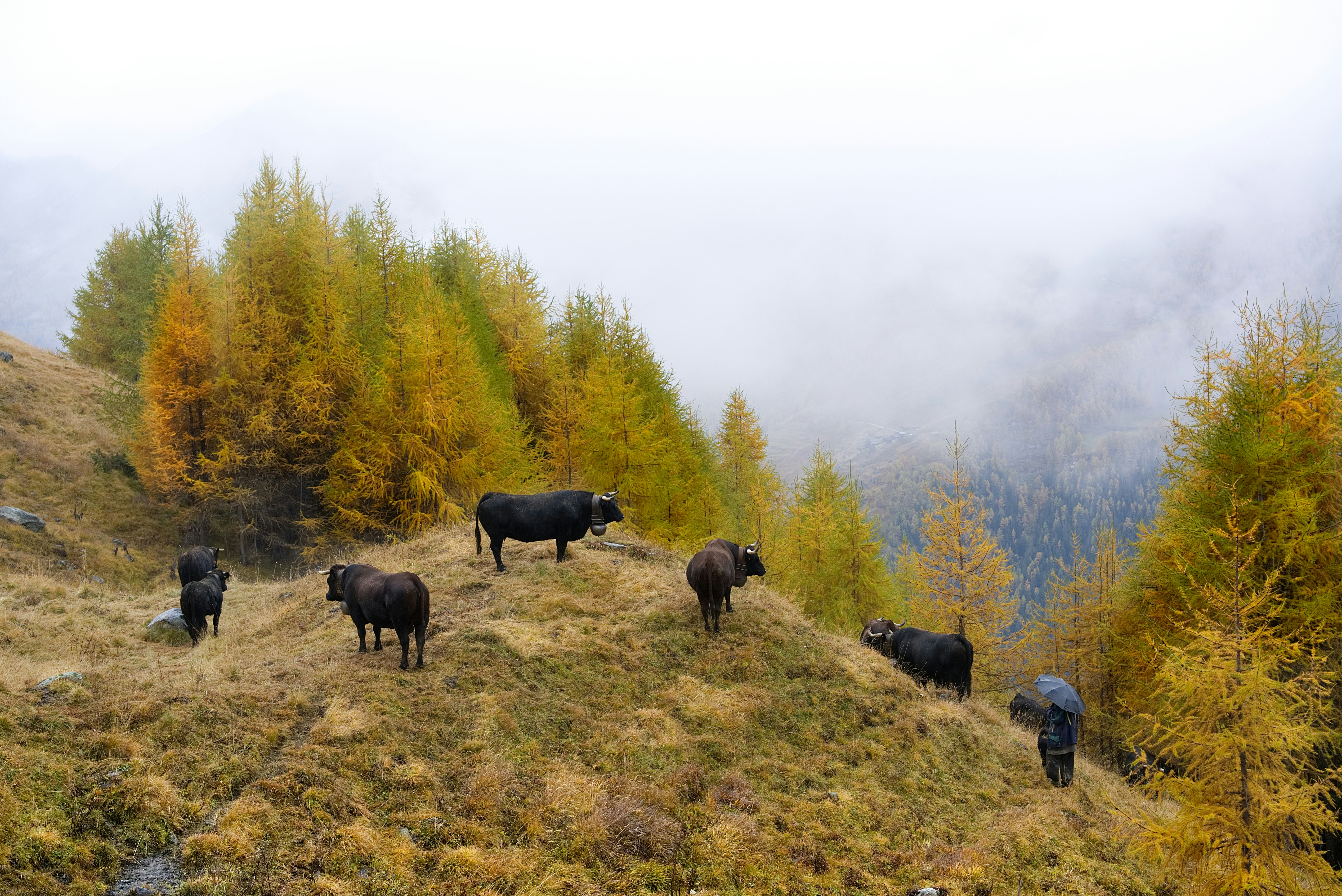 Black 4-legged animal on cliff near trees photo – Free Switzerland ...