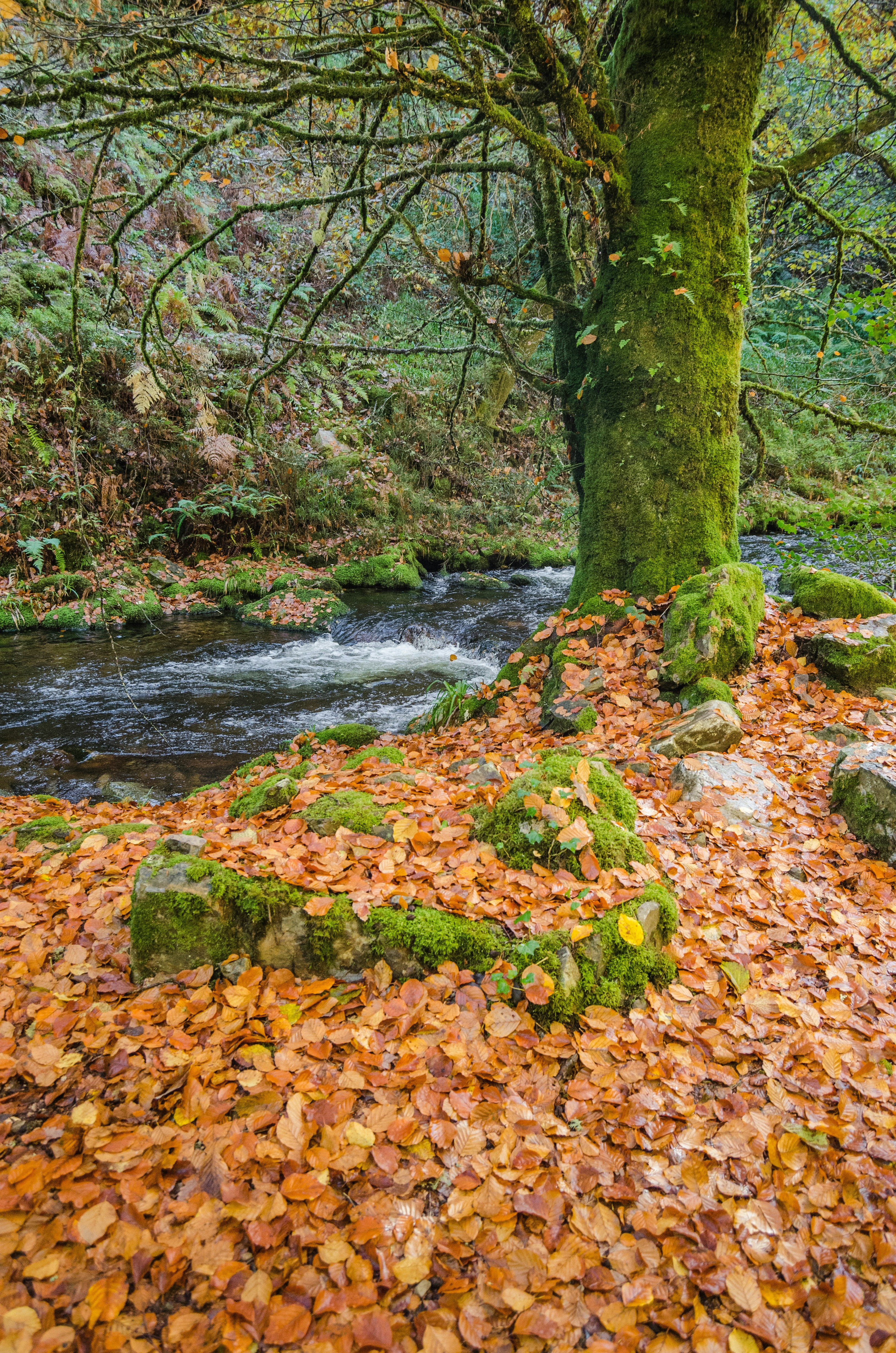 Autumn's Moss-Guarded Trunk Framing a Quiet River