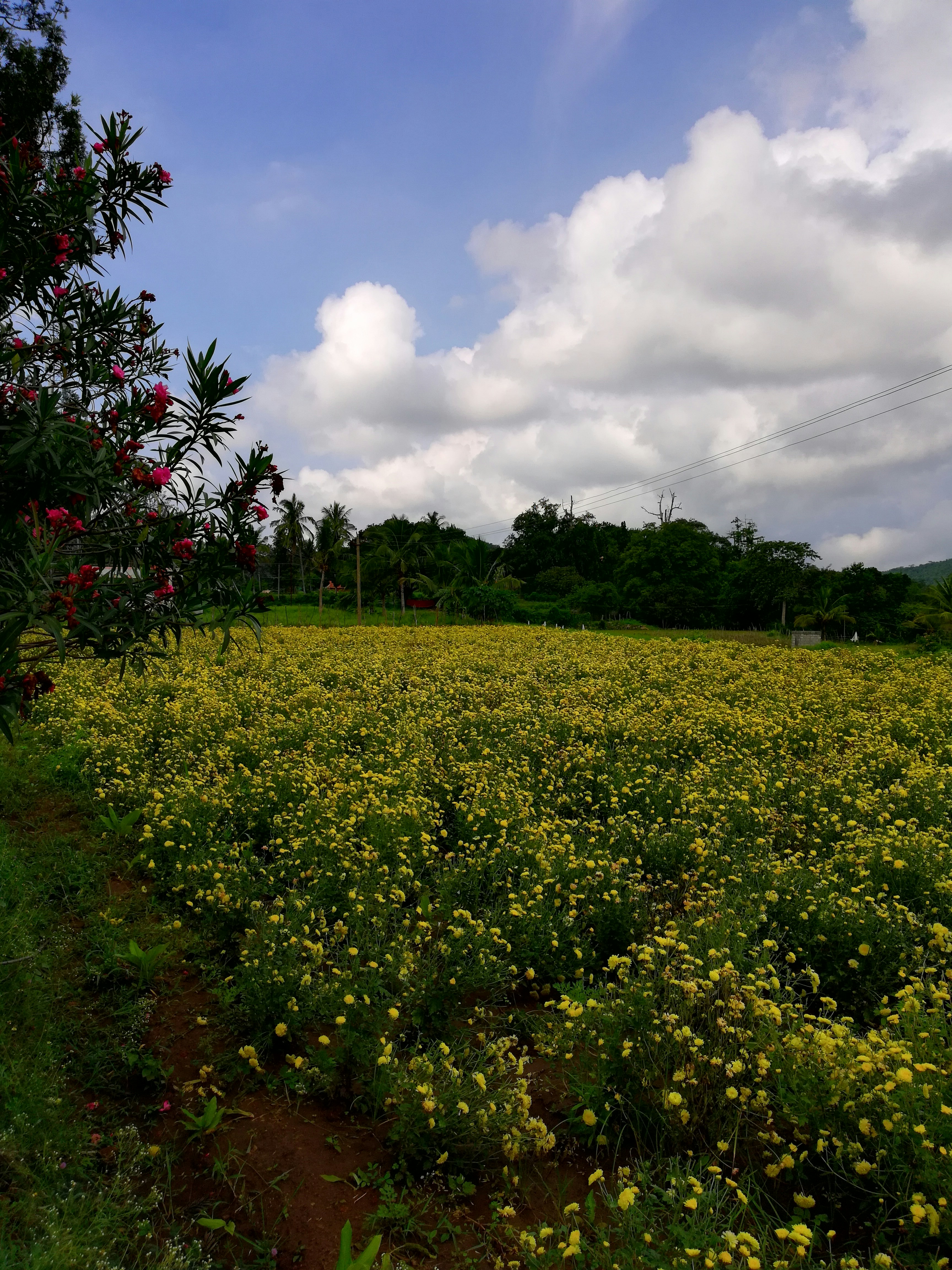 Vibrant field of yellow flowers stretching across the landscape, framed by lush greenery and a cloudy sky.