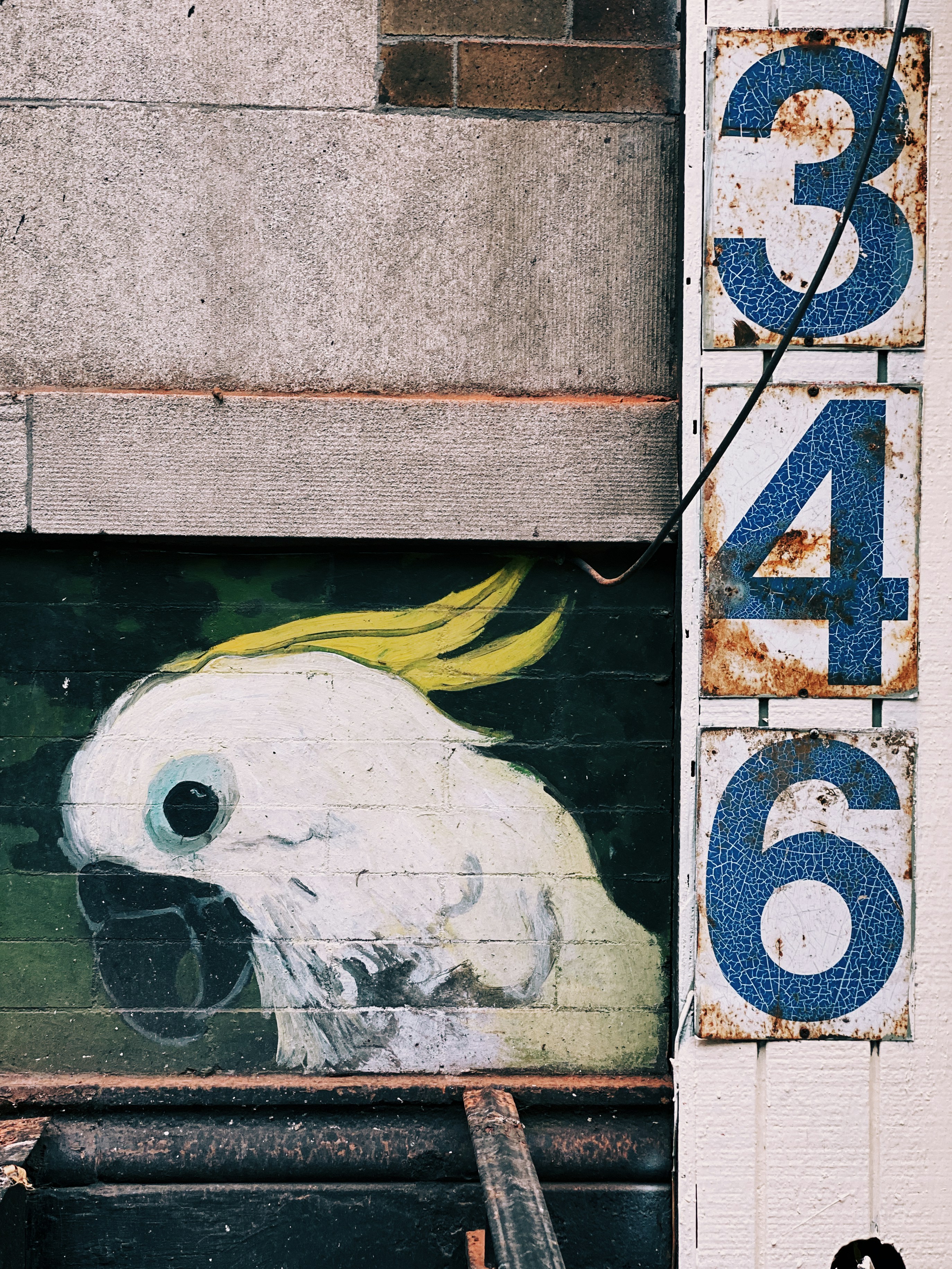 Bright Parrot Graffiti Awakens a Quiet Wall