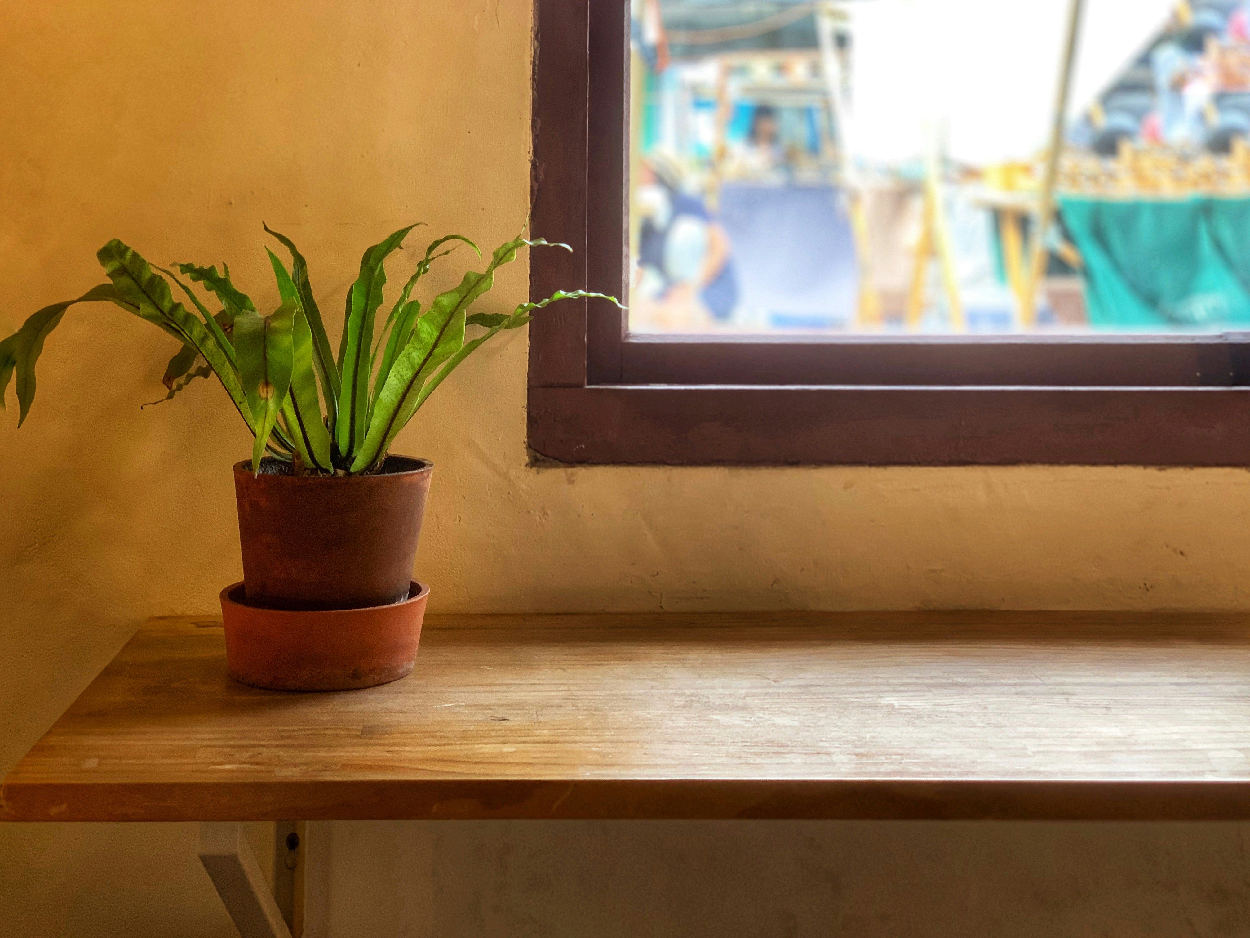 Fern on a Sunlit Windowsill: A Quiet Portrait of Simplicity