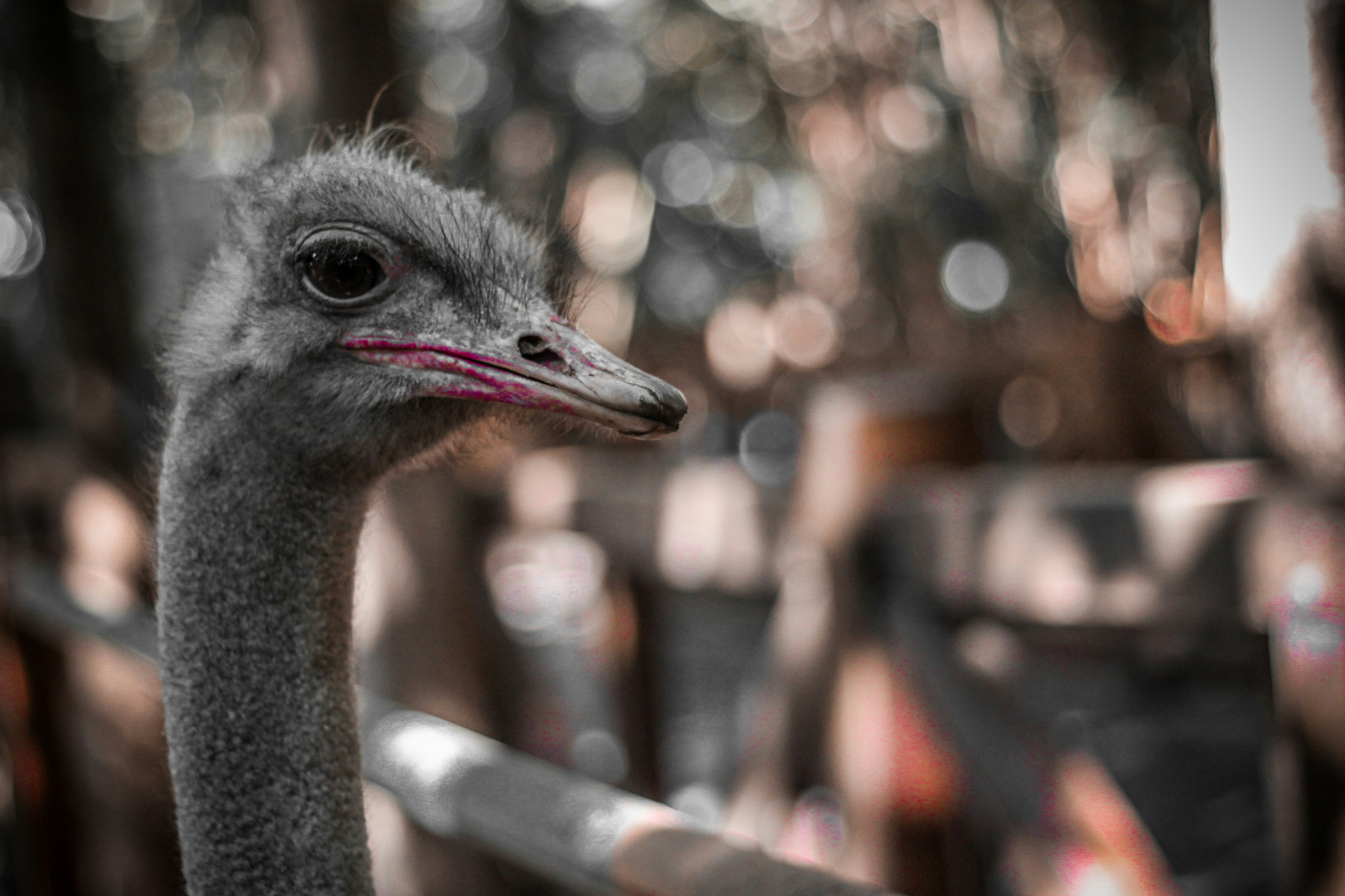 selective focus photography of gray ostrich