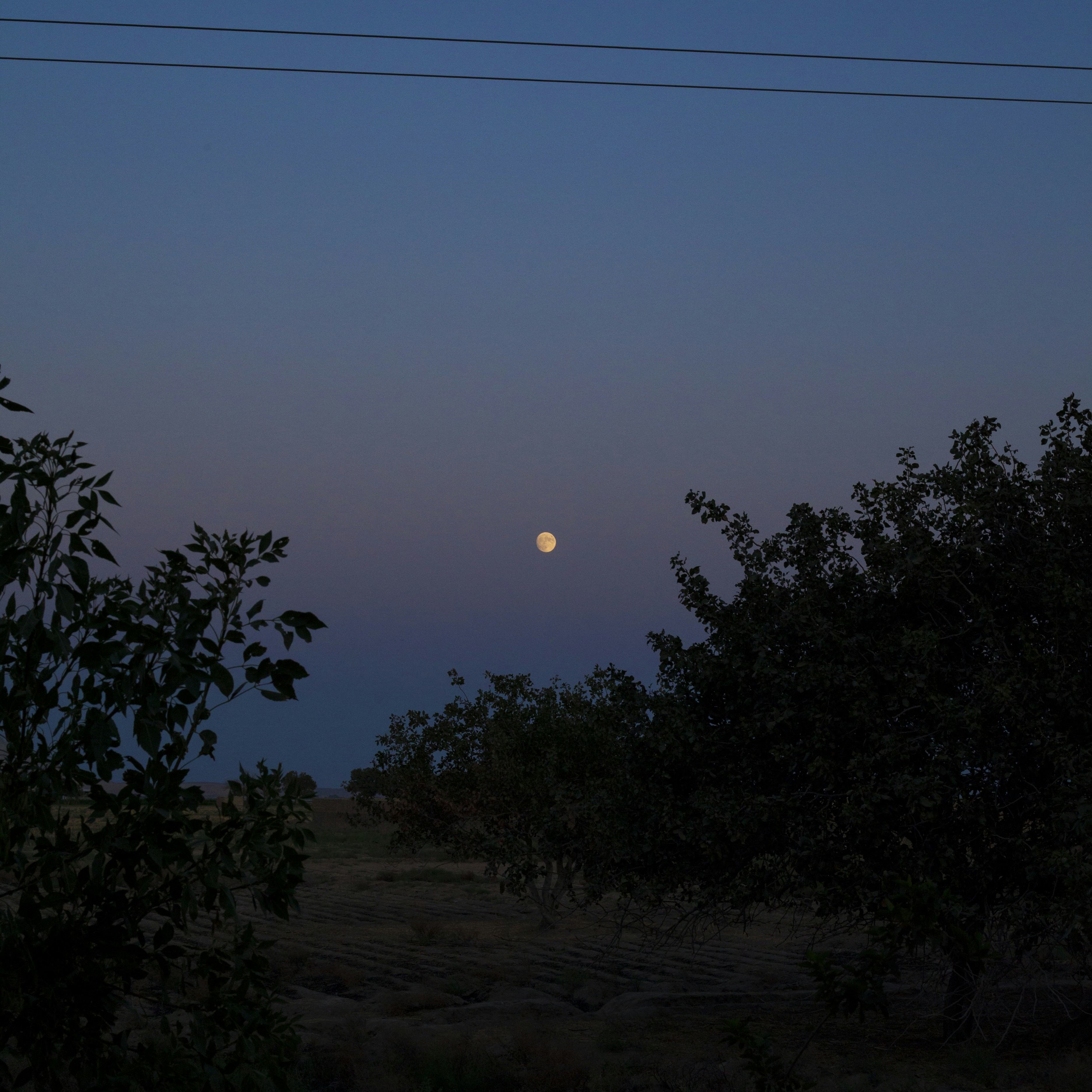 Moonrise Between Orchard Silhouettes at Blue Hour