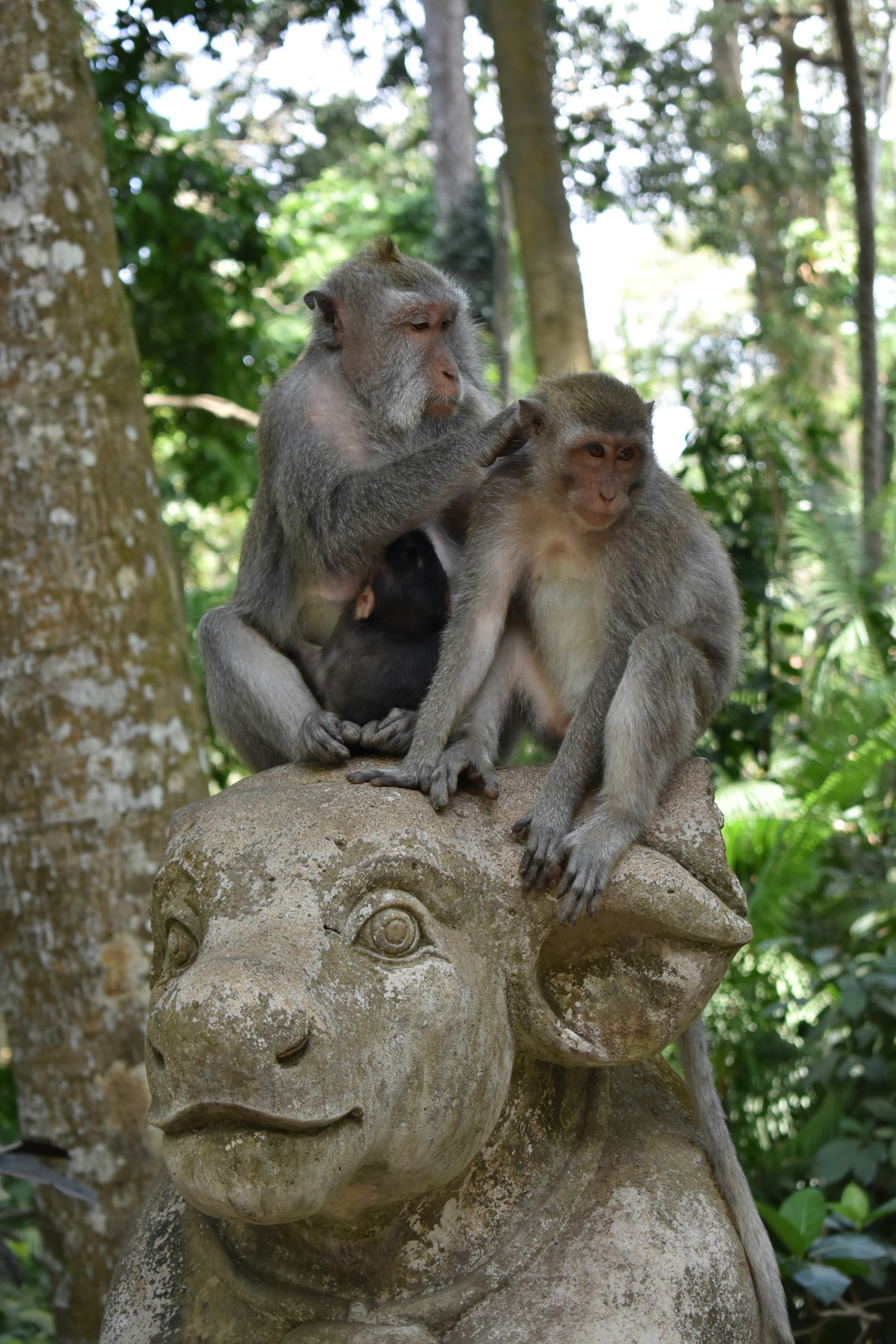 two monkeys on statue