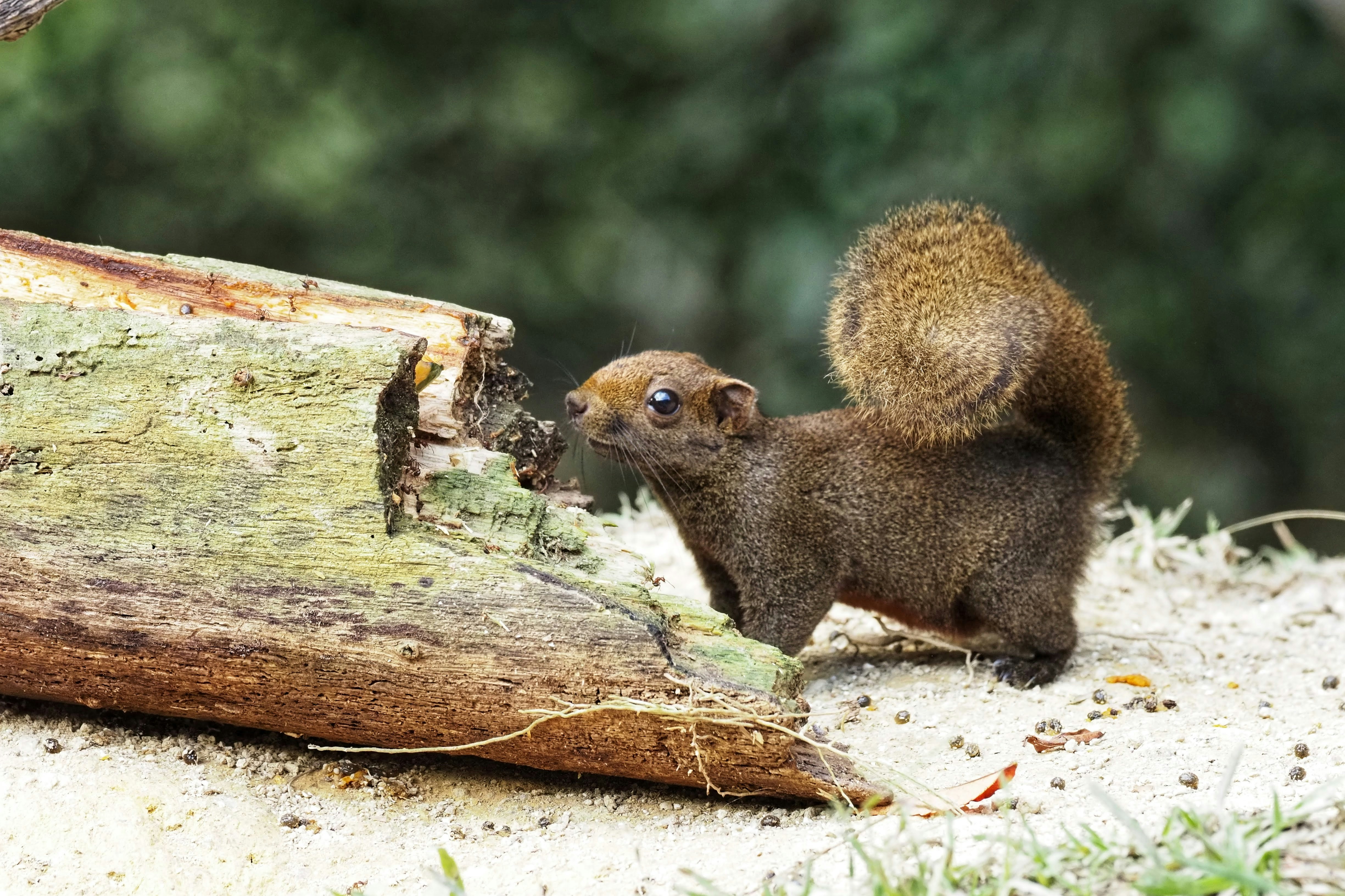 A small brown squirrel inspects a weathered log on a sandy ground, its tail arched high as it studies the surface. The scene is naturalistic, showing wildlife in a forest edge with soft background greens.