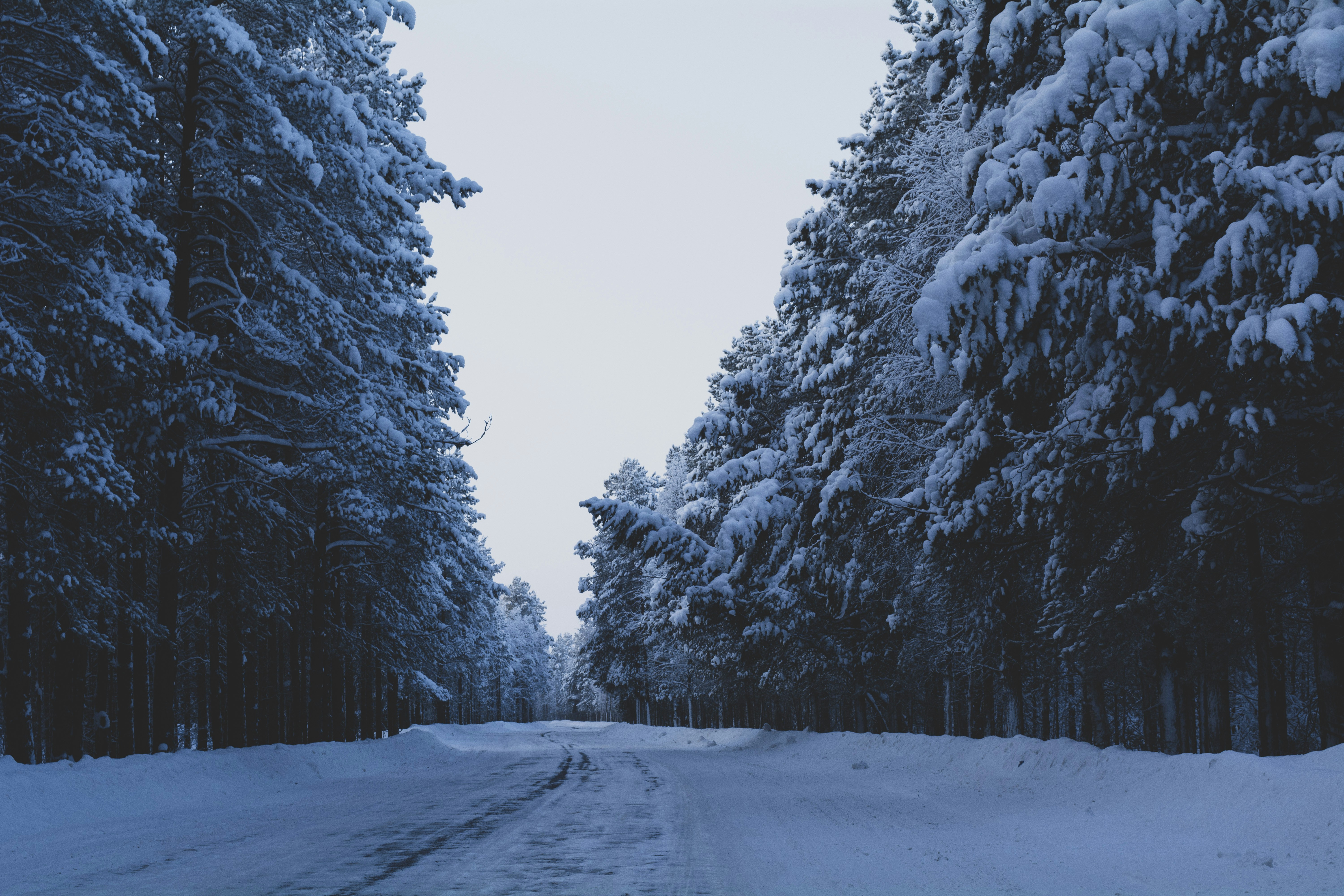 Snow-laden trees line a quiet, forest road under a pale blue sky.