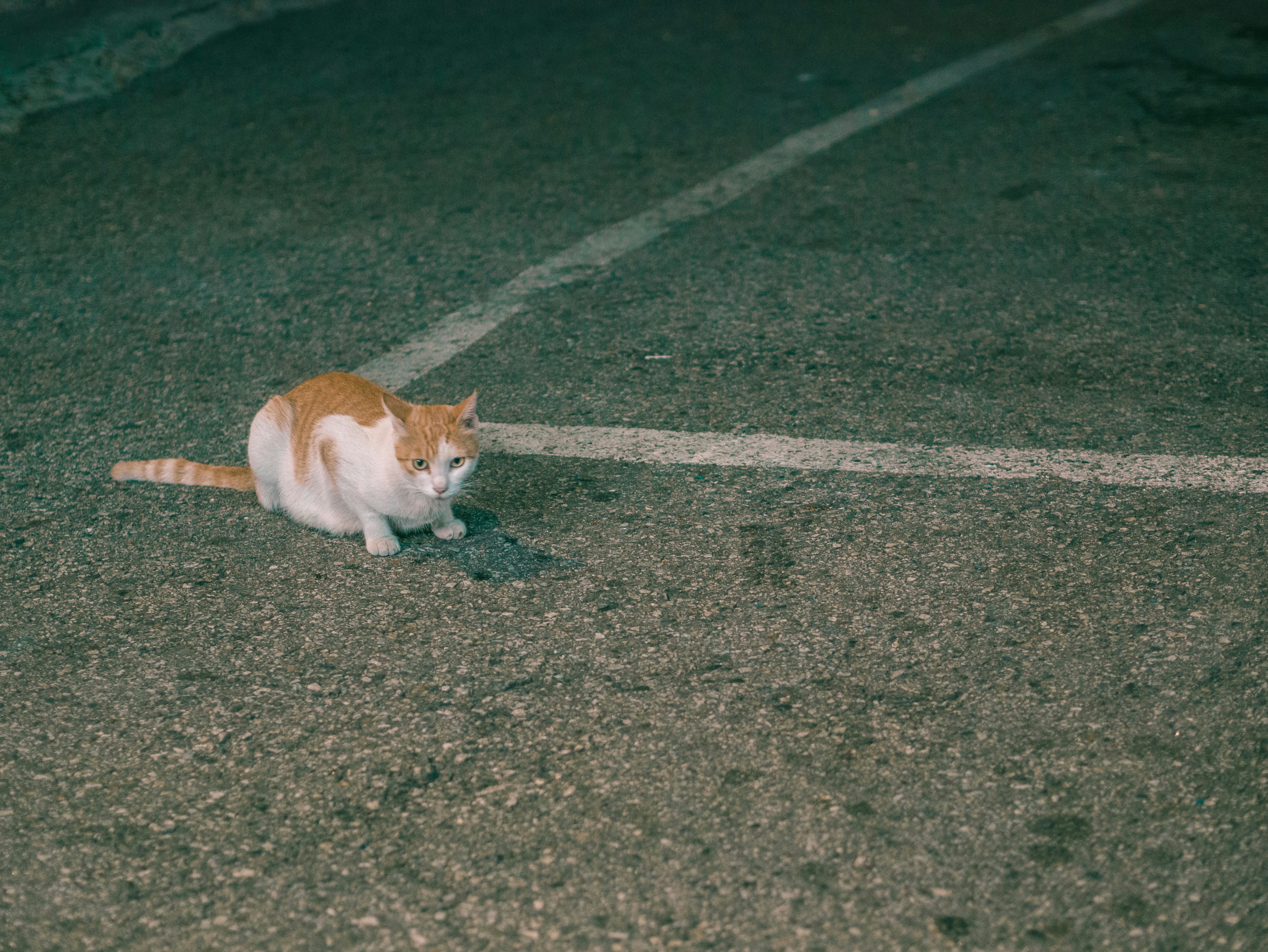 white and orange cat sitting on road at daytime