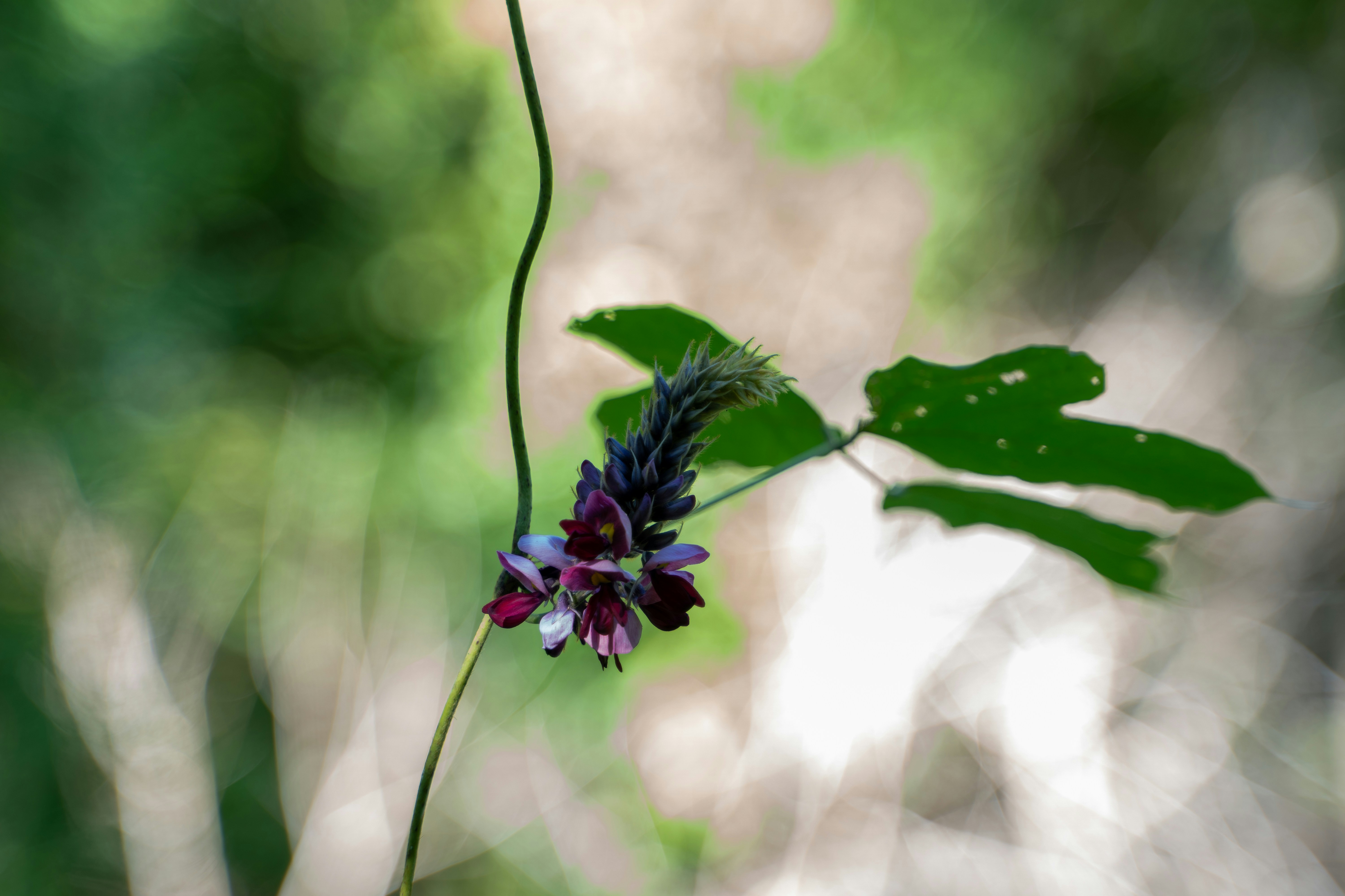 Suspended Violet: a lone bloom in sunlit green